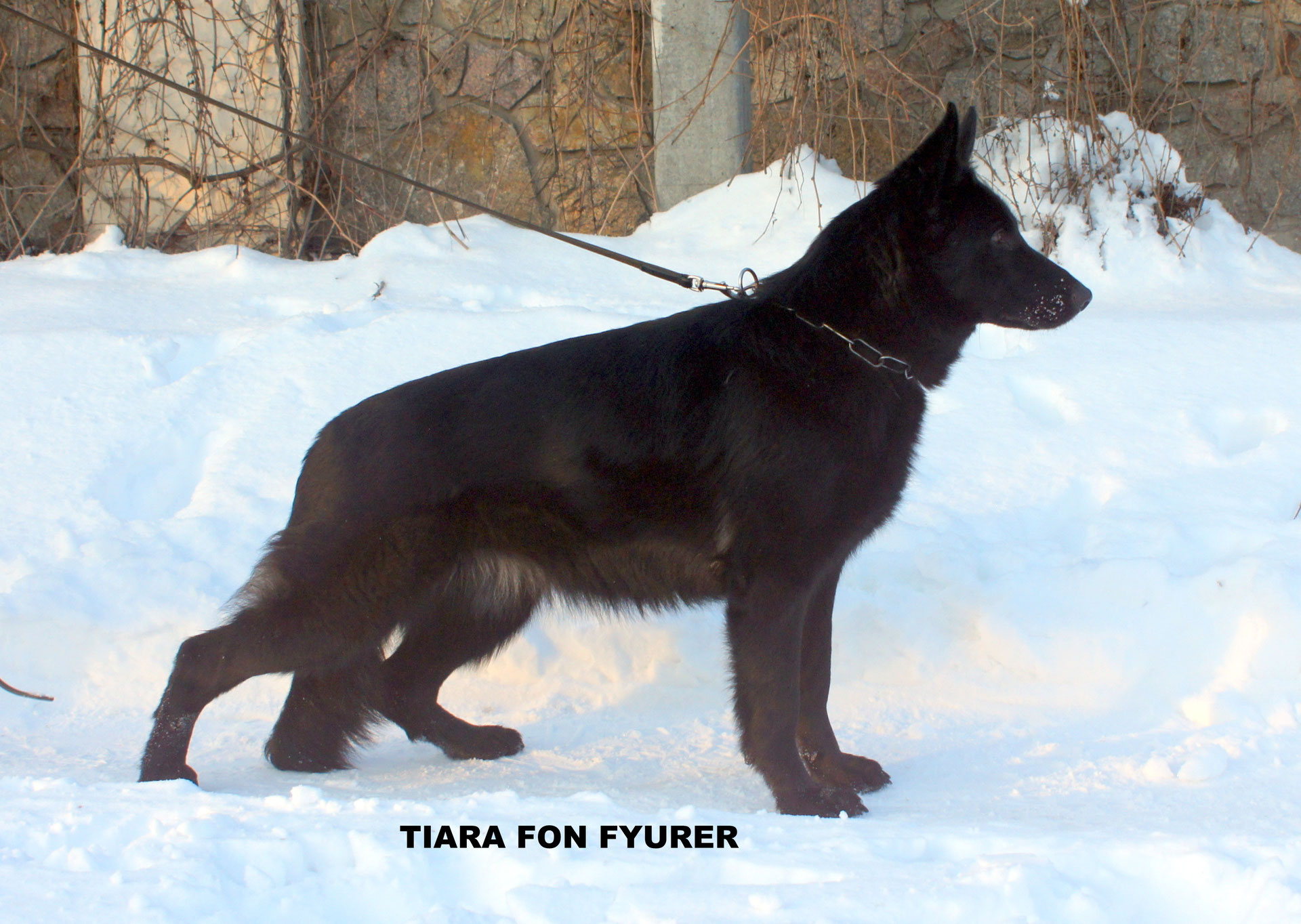 TIARA FON FYURER - Питомник чёрной немецкой овчарки.г.Запорожье ...