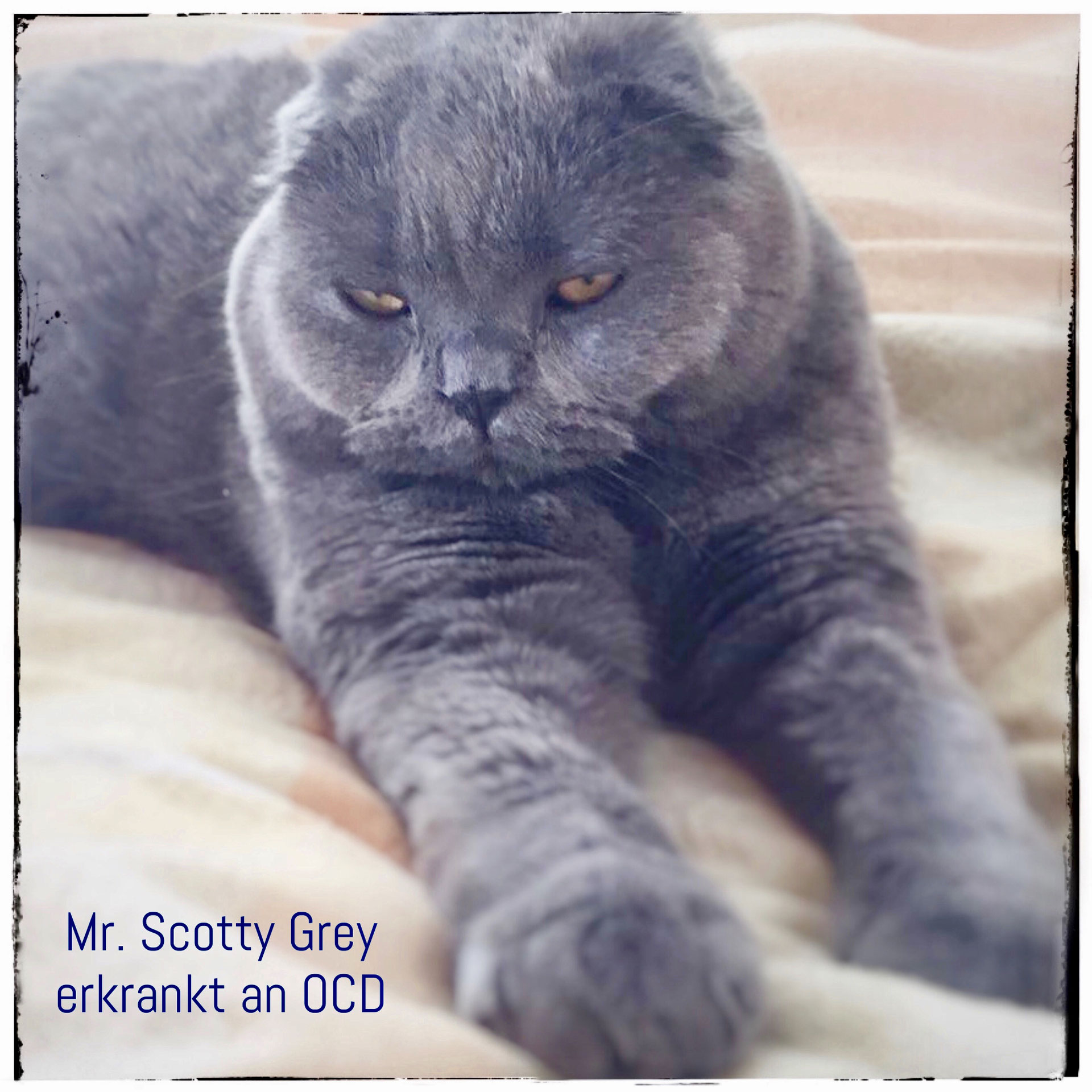 Scottish Fold Katzen leiden an Osteochondrodysplasie - Katzengenetik ...
