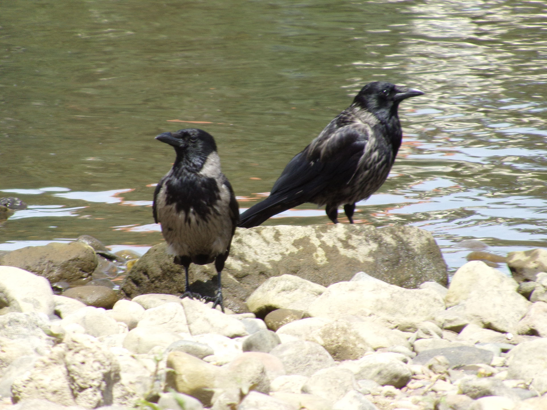 HUGO und HUGINE ein Traumpaar - nebelkraehehugo.jimdo.com