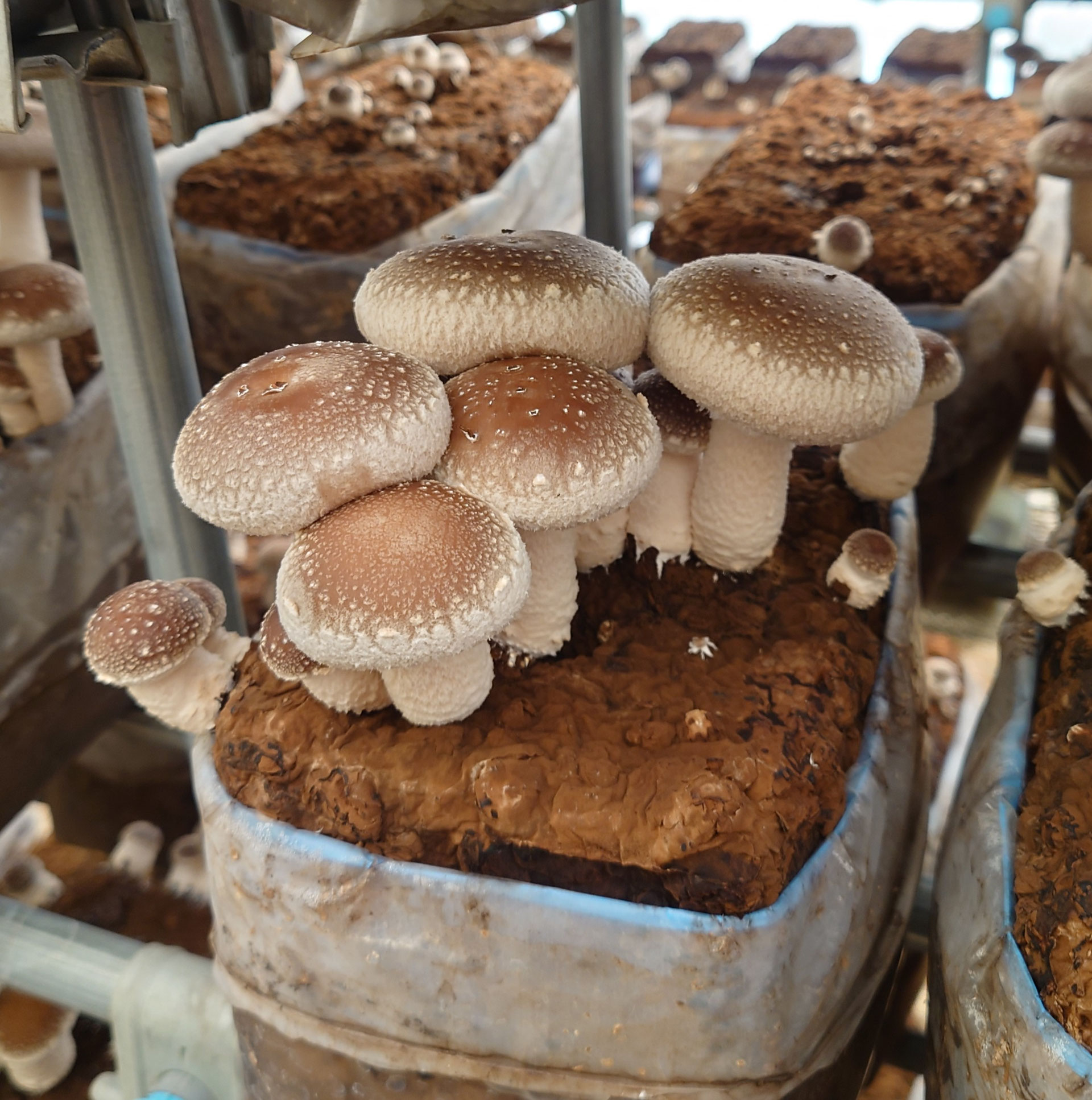 椎茸 - ばんばファーム