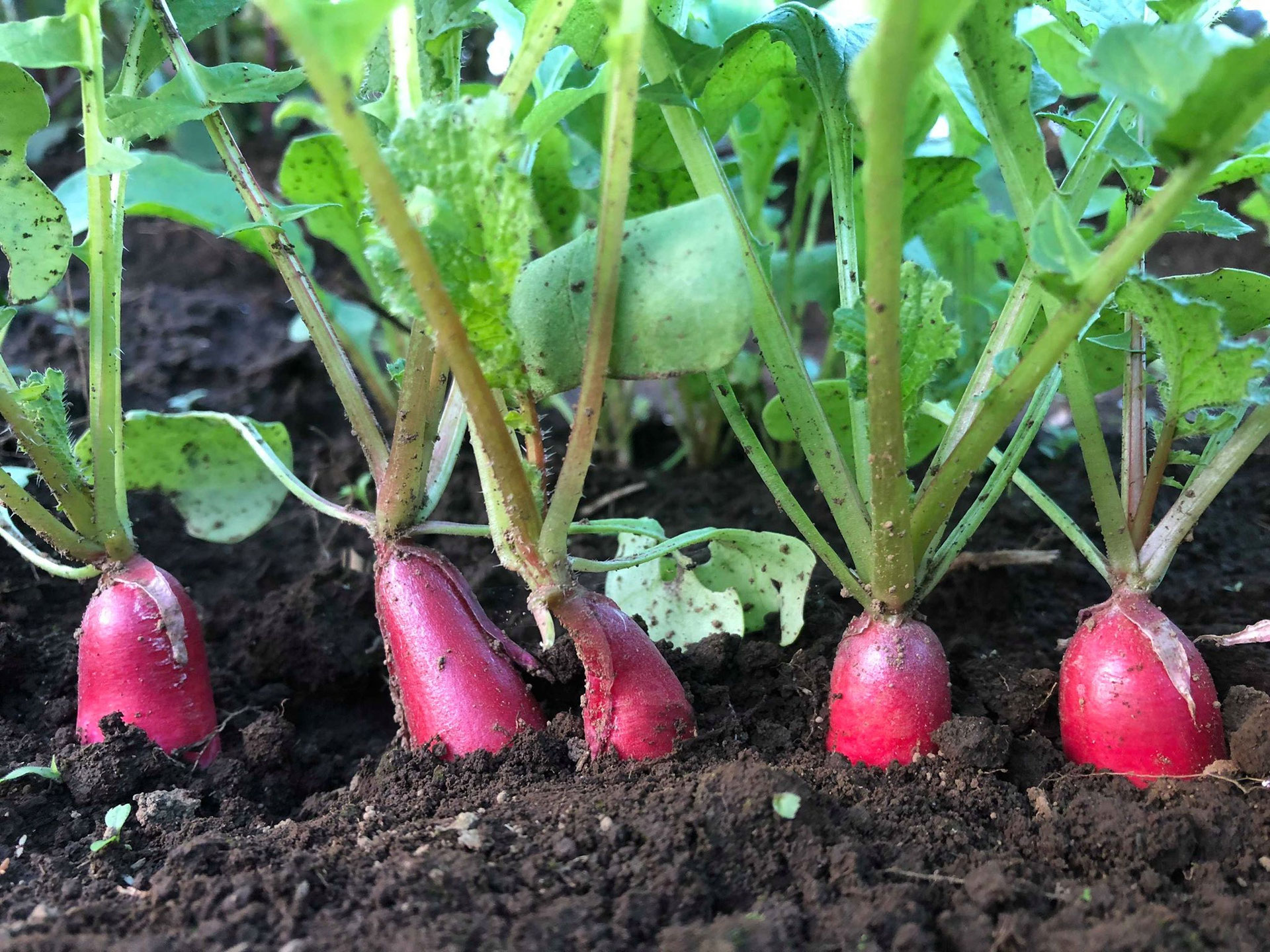 UDONGO FARM - ulalakamarche ページ！