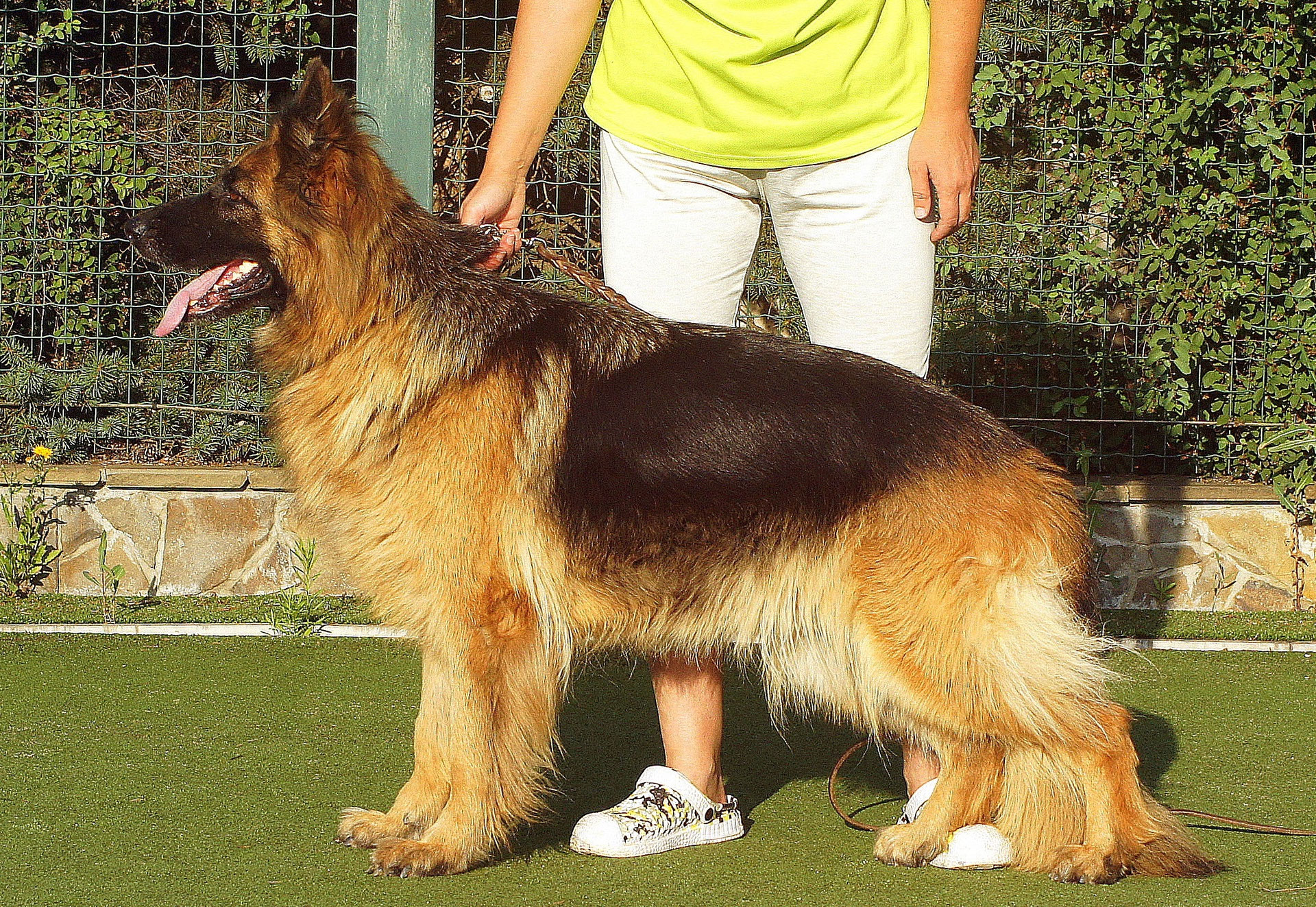 Наши любимые "НЕМЦЫ" - питомник немецких овчарок и французских ...