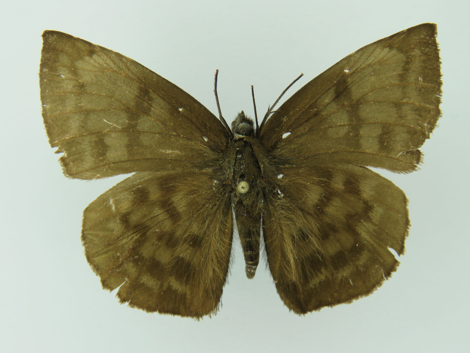 Notas y observaciones sobre hesperidos - Hesperiidae de colombia