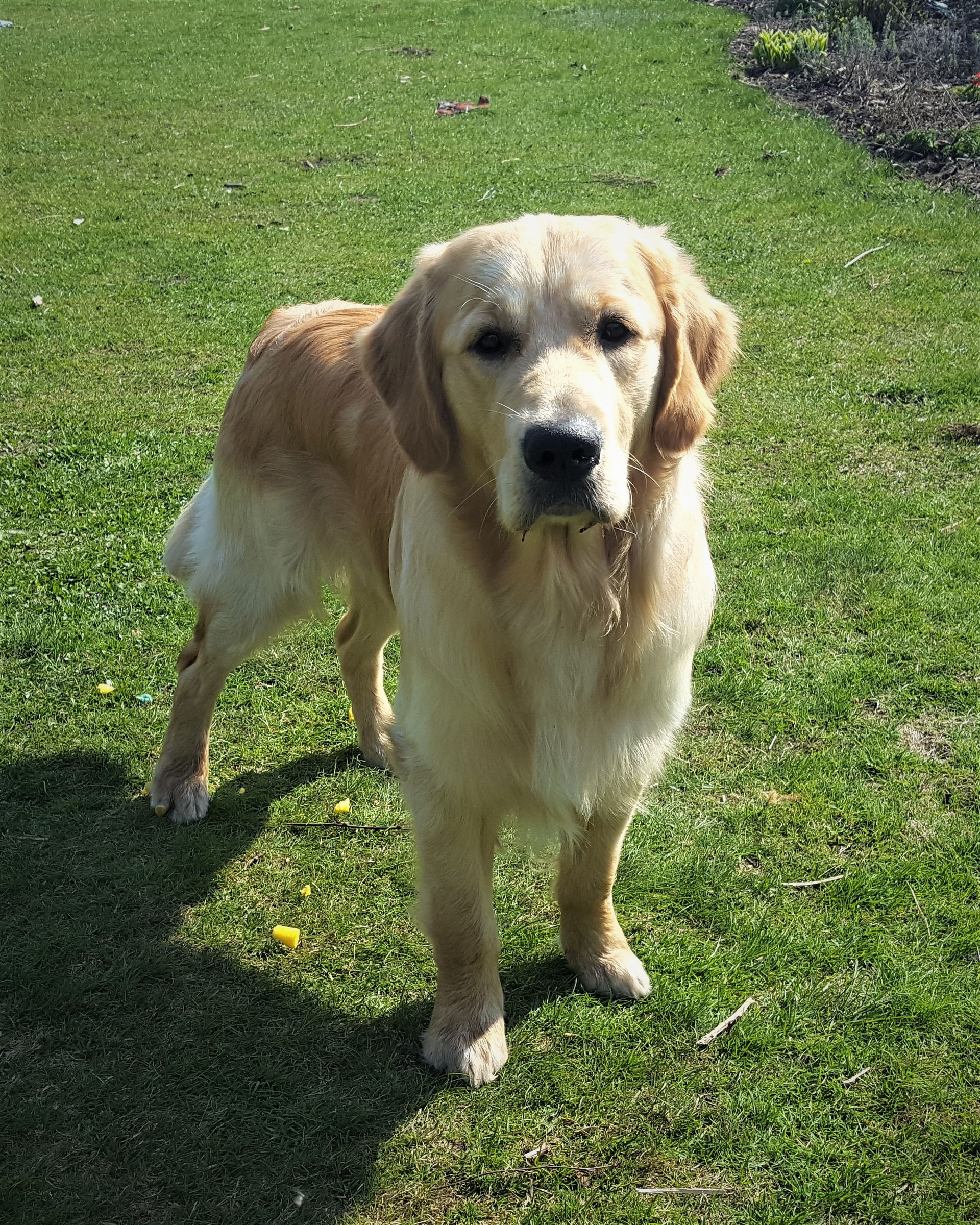 Merlin war beim HD-ED-röntgen - Labrador Retriever