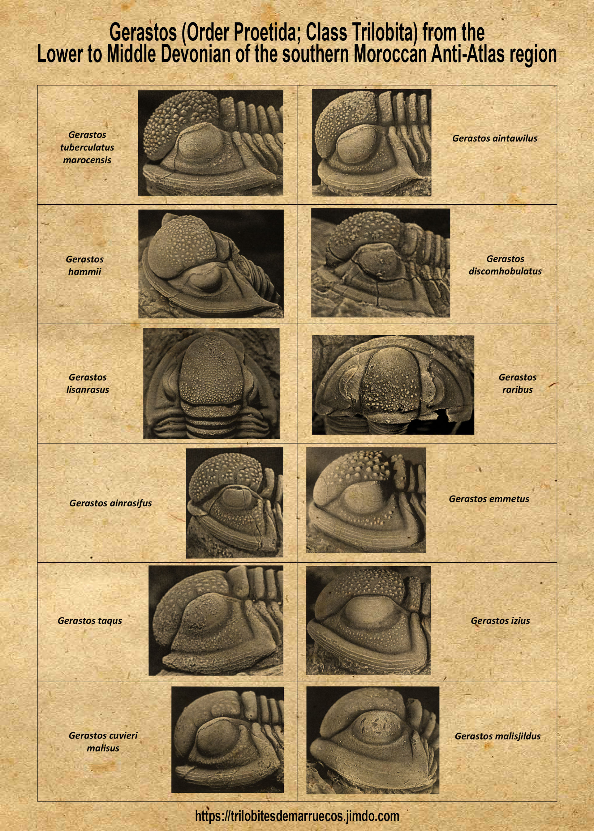 Trilobites - Trilobites de Marruecos - Moroccan trilobites