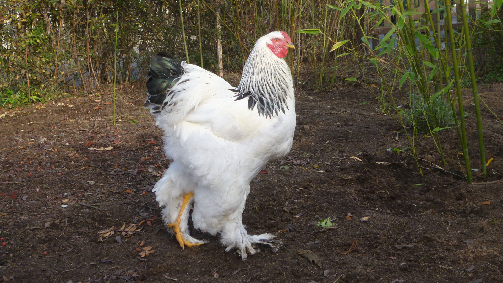 Brahma Hühner - Huhn-erleben.de zeigt das Hühnerleben!