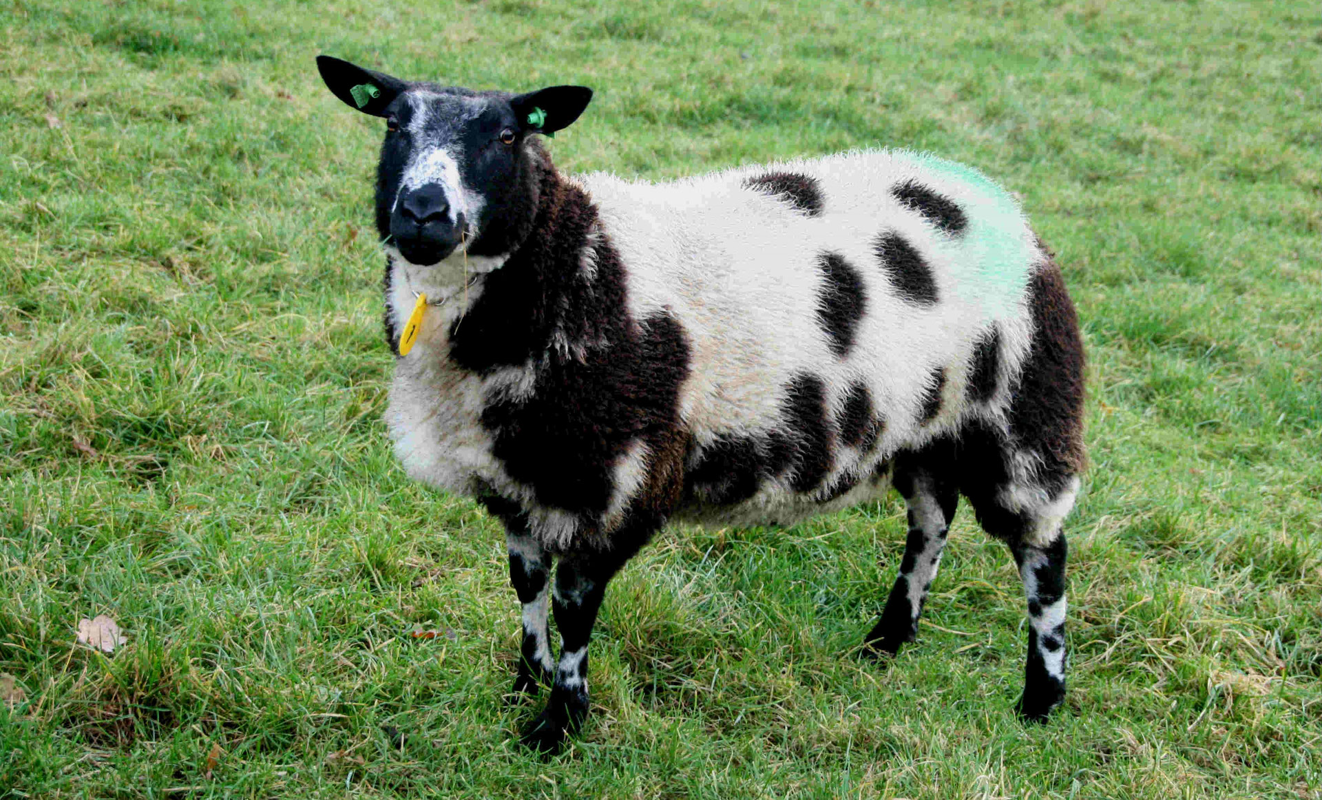 Het bonte schaap - De Looman