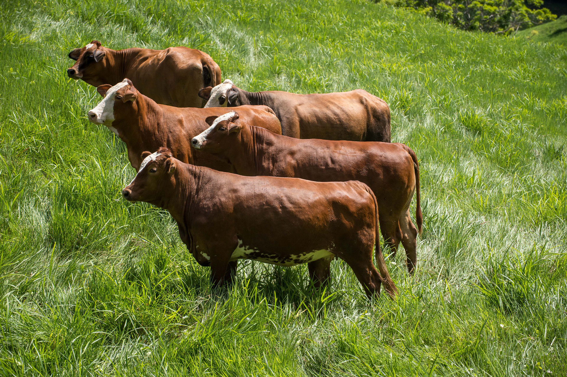 Nuestra Raza Simbrah - Asosimmental - Simbrah Colombia