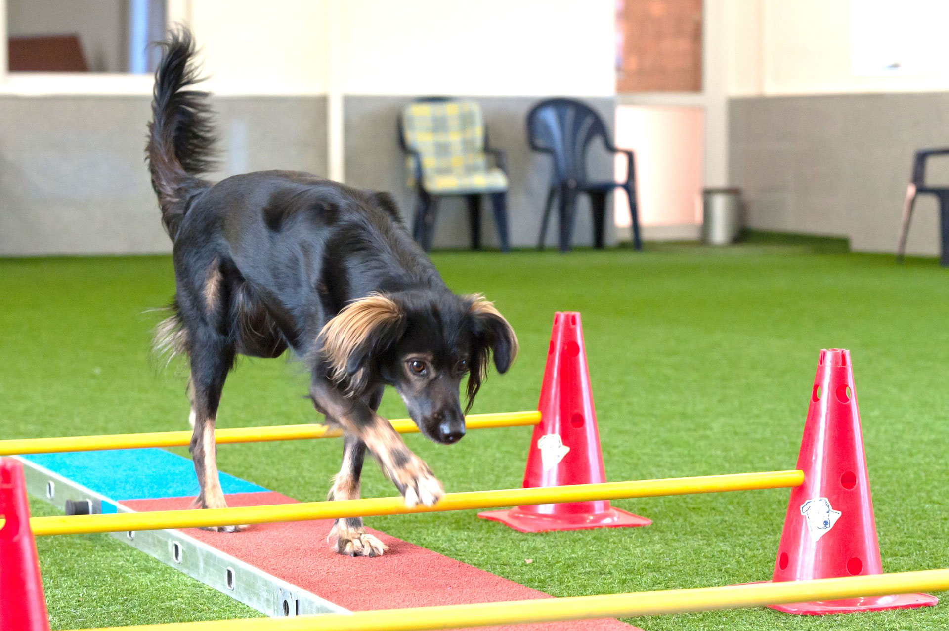 CAVALETTI - TRAINING FÜR HUNDE - Doc'n'Dog