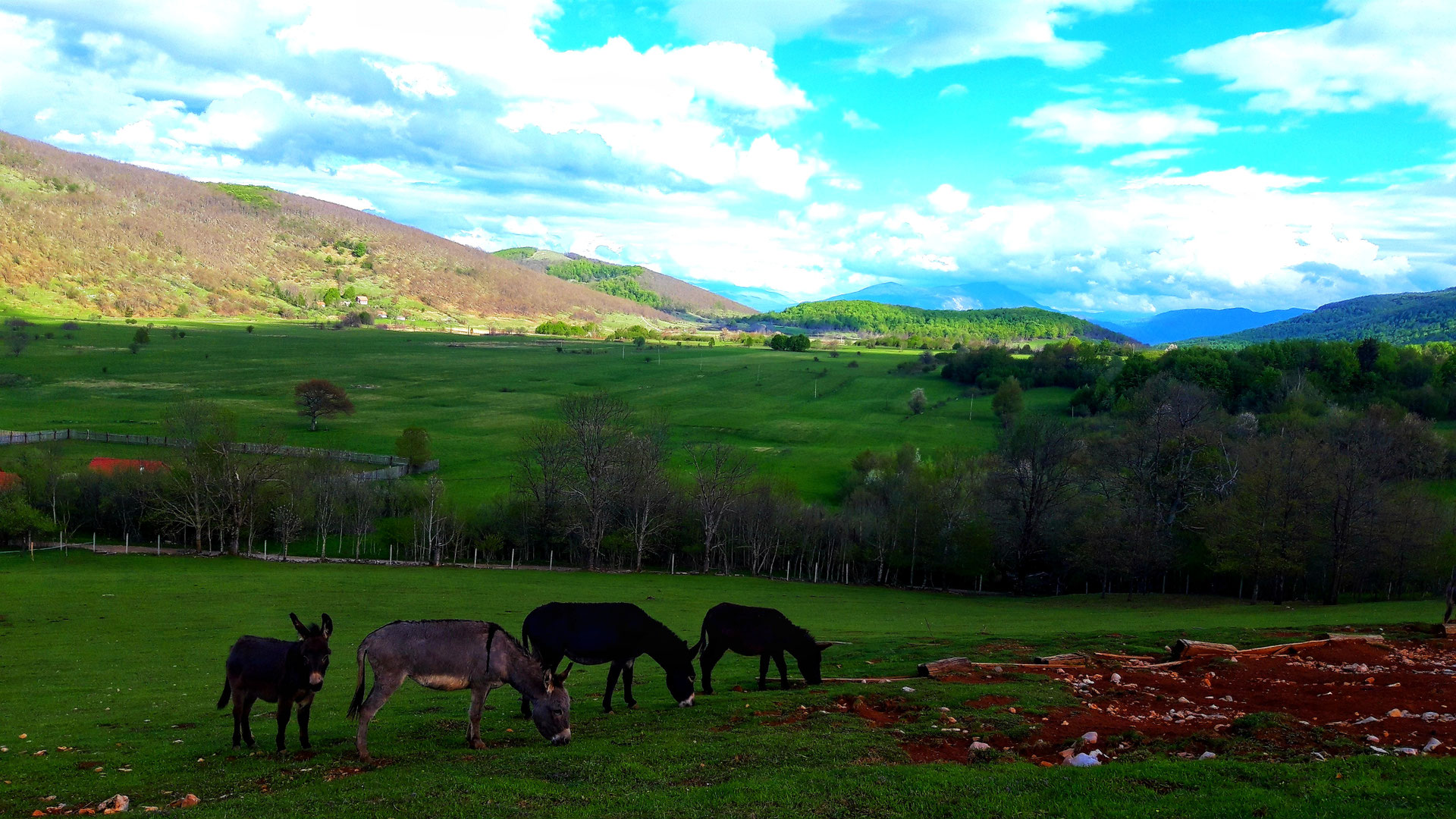 Ecological Free Range Farm - lika-negro
