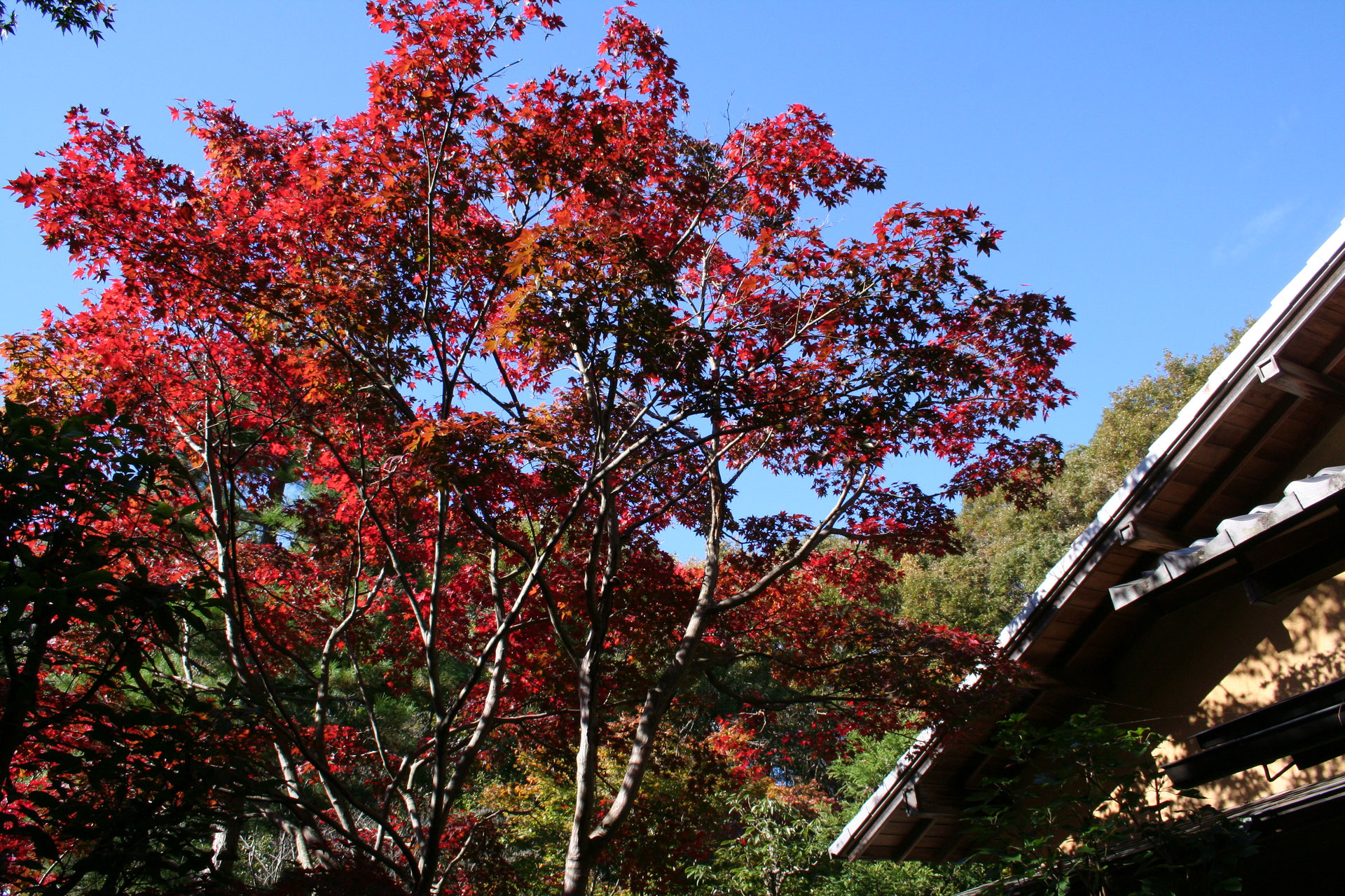 Waywaya, a short story by Sionil Jose - From northern Yokohama, Japan