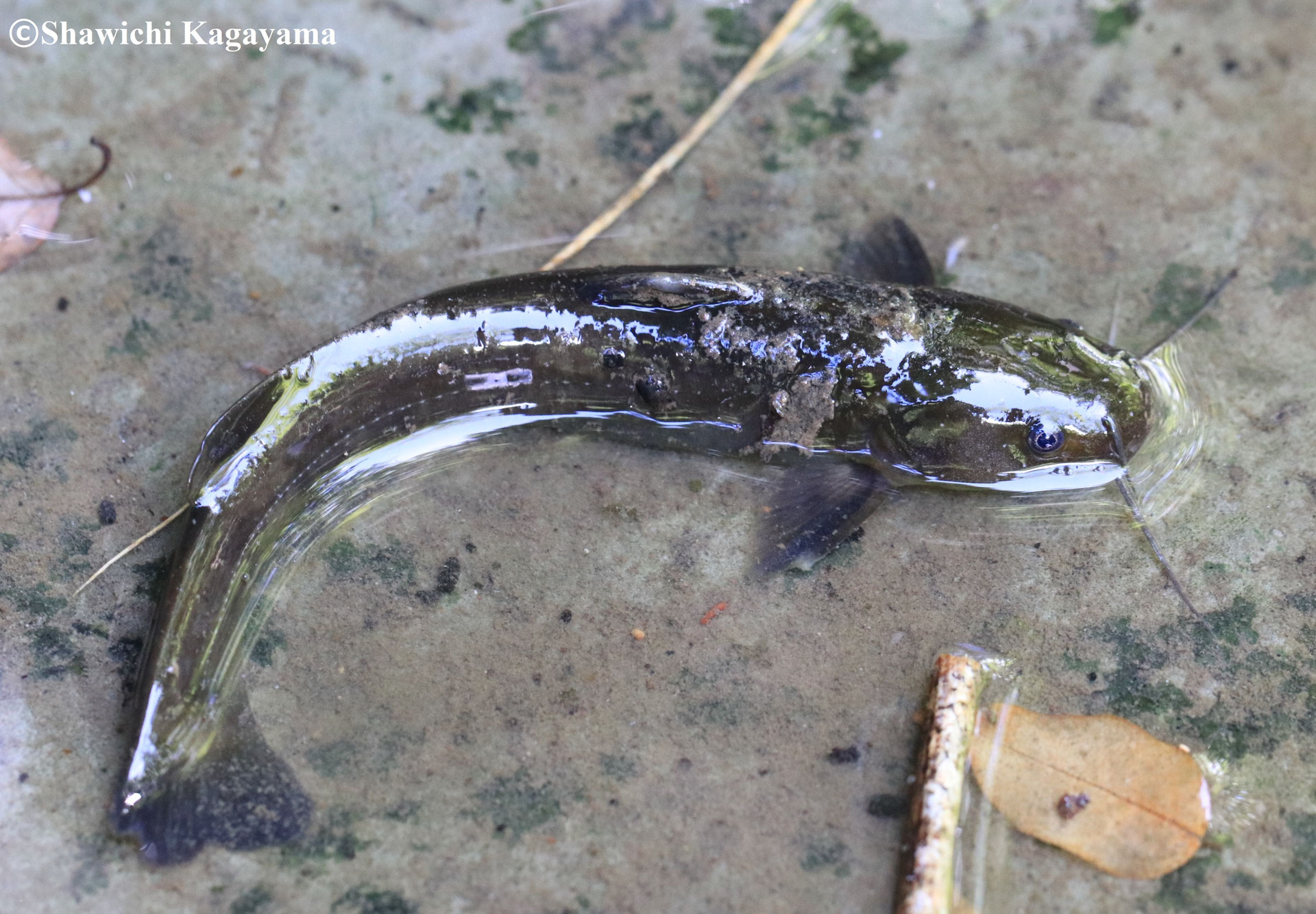 Bagrid Catfish - Shawichi Kagayama's Website