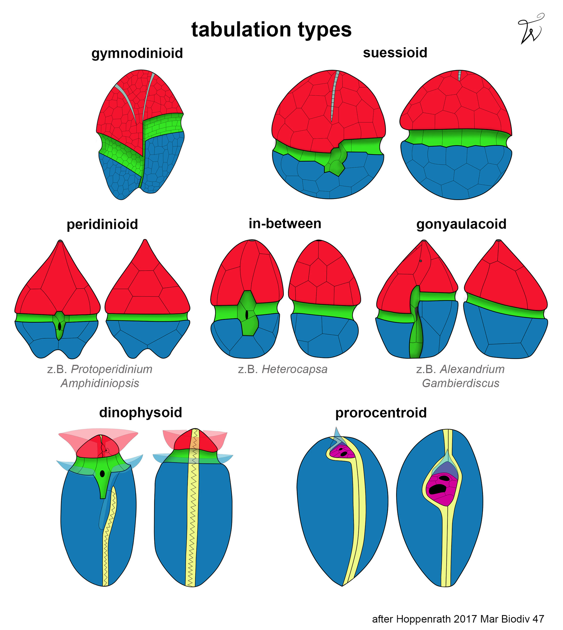 tabulation types - dinophytas Webseite!