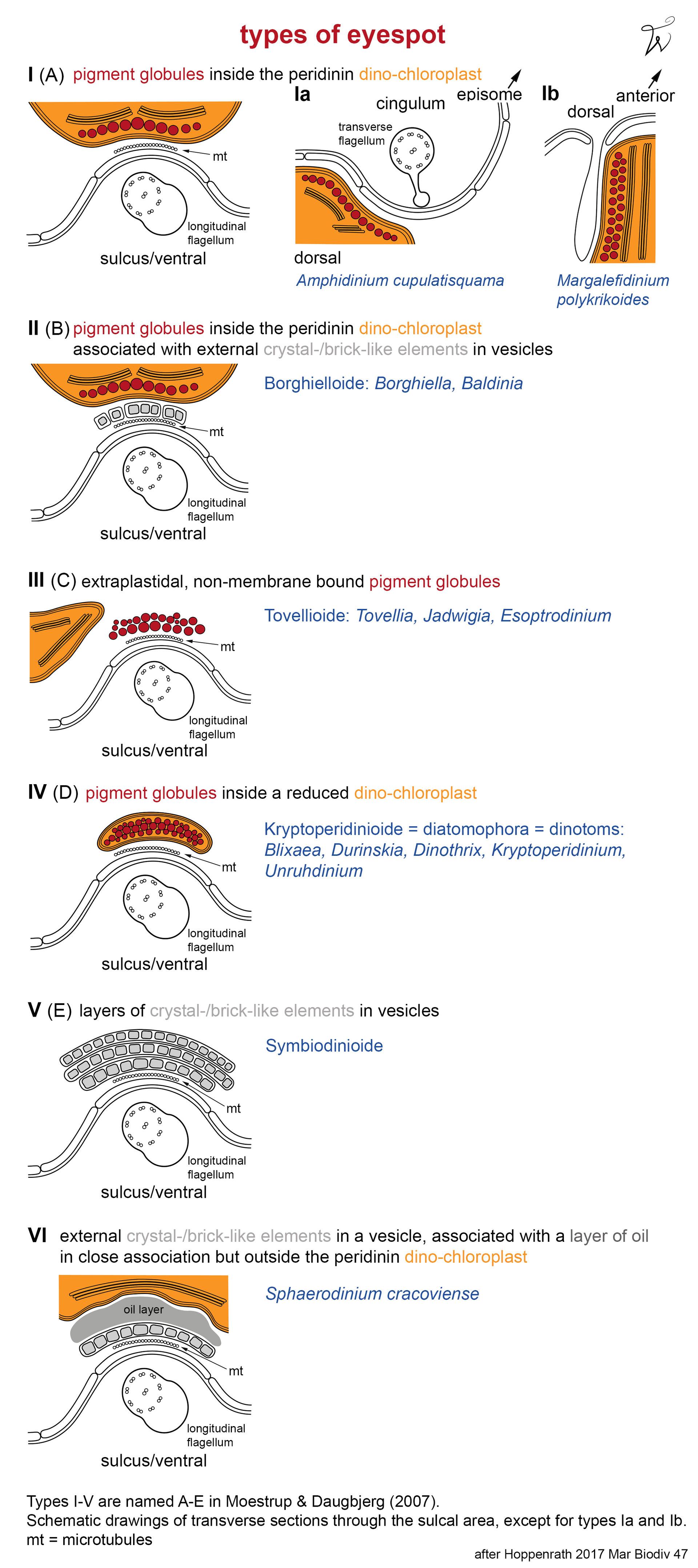 eyespot function
