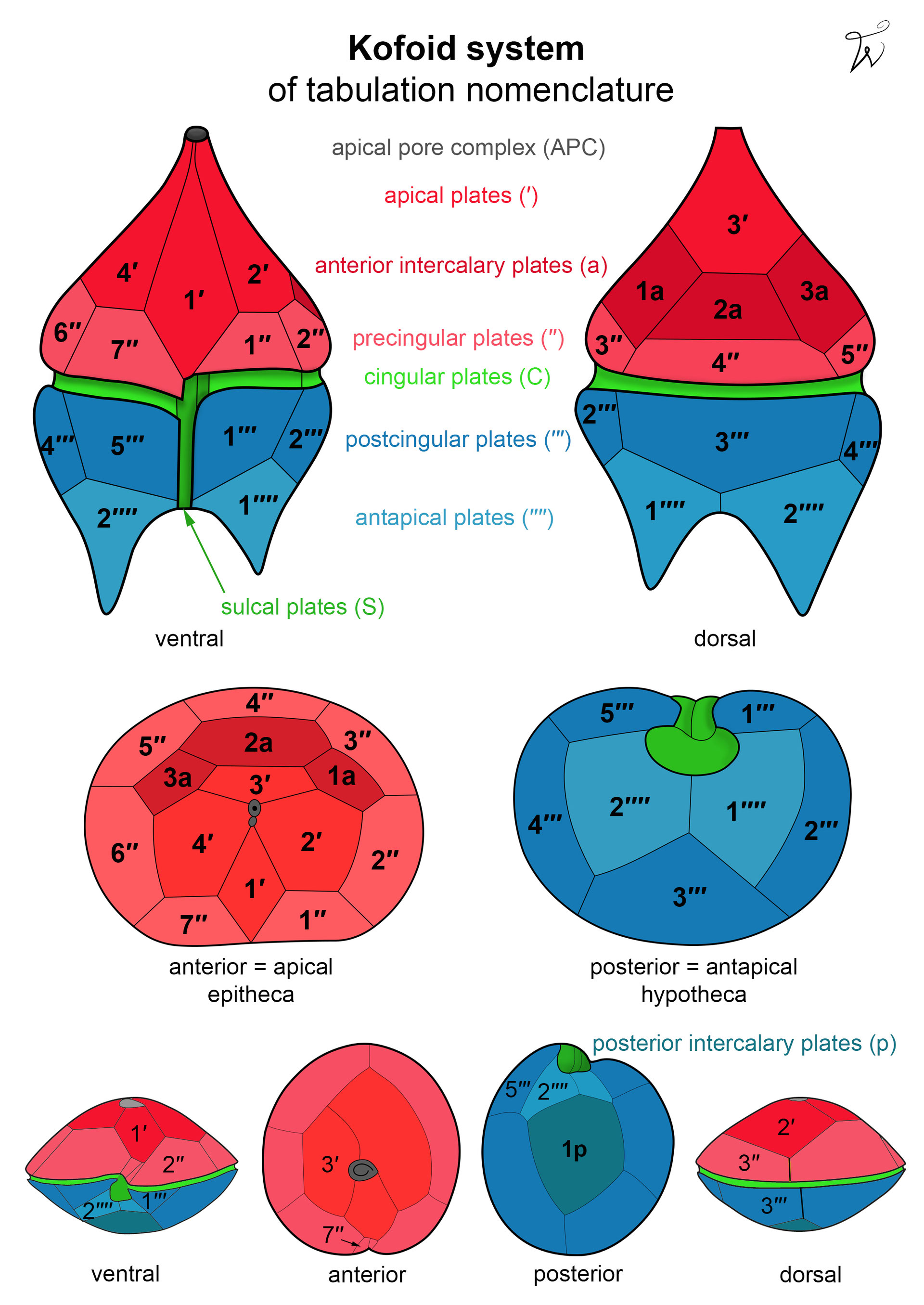 Kofoid system - dinophytas Webseite!