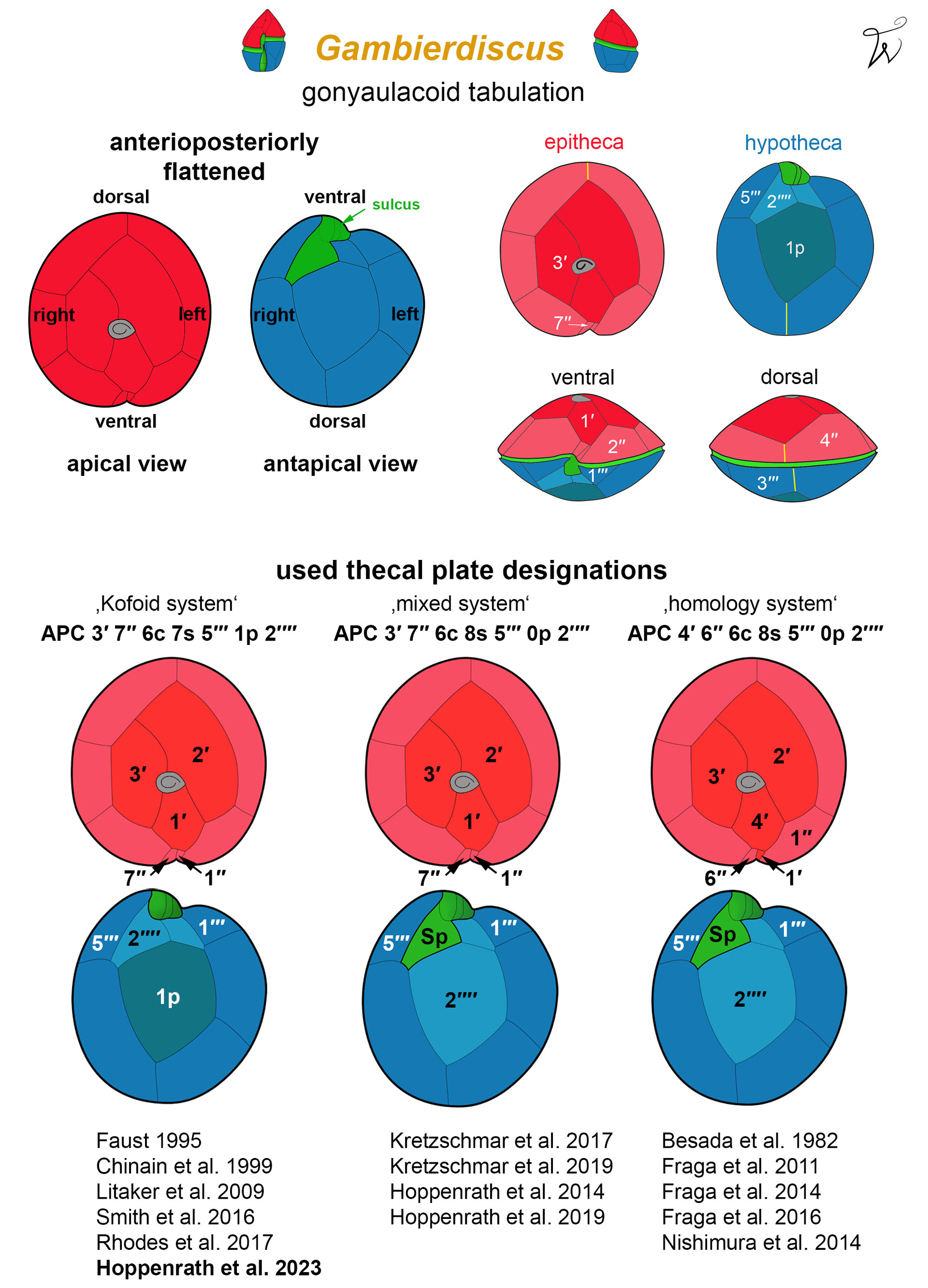 Identification help for Gambierdiscus species - dinophytas Webseite!
