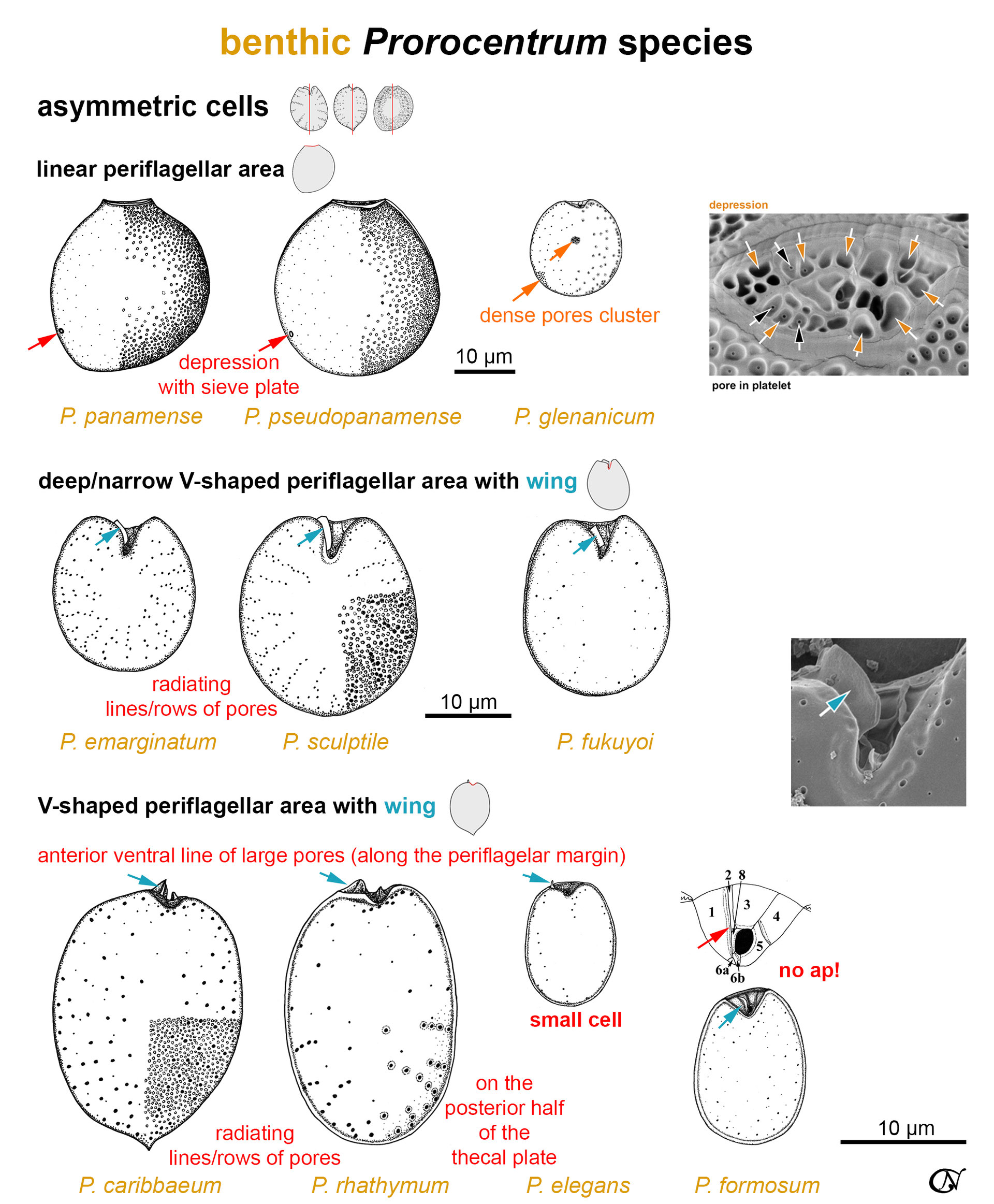 Prorocentrum ident spp pages - dinophytas Webseite!