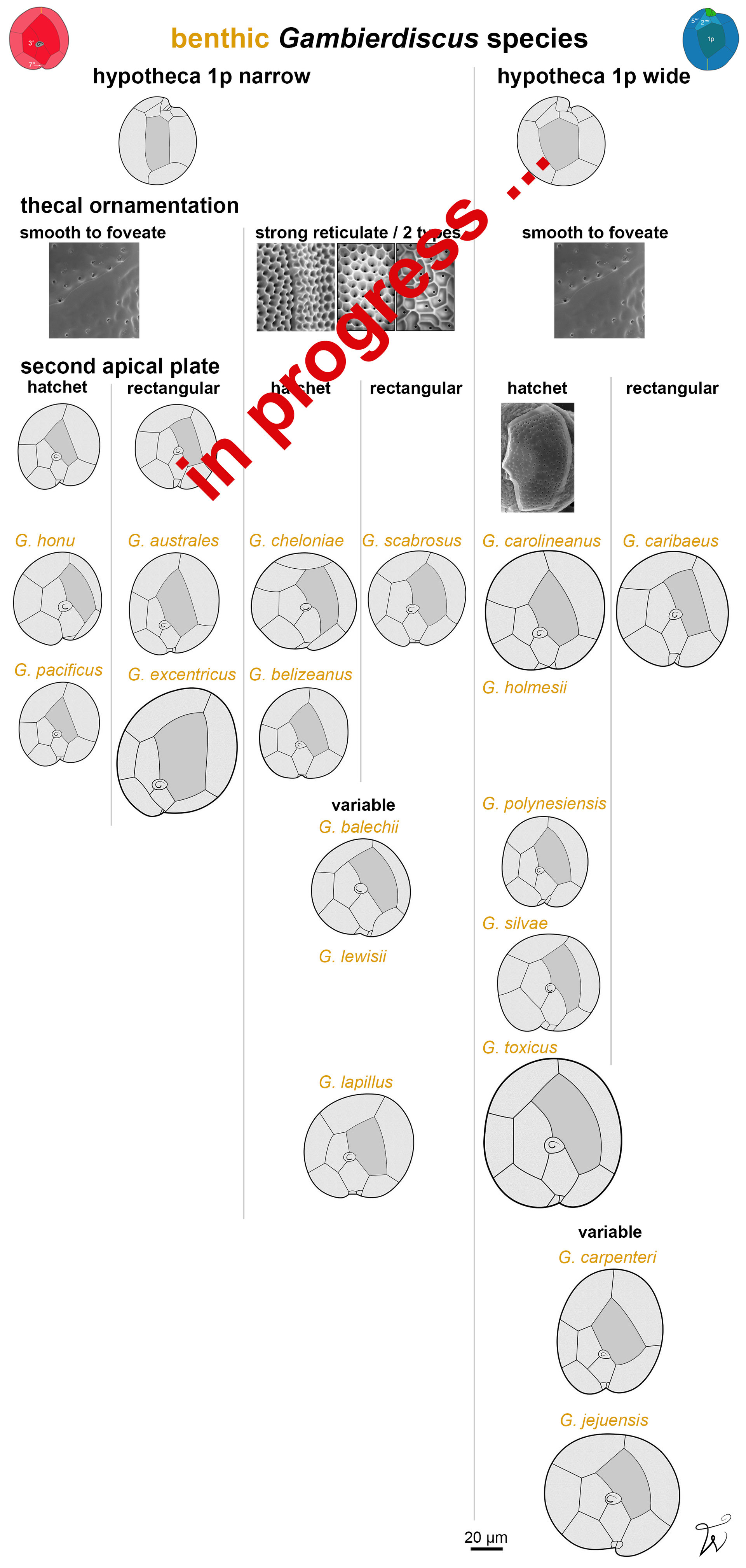 Gambierdiscus ident spp page - dinophytas Webseite!
