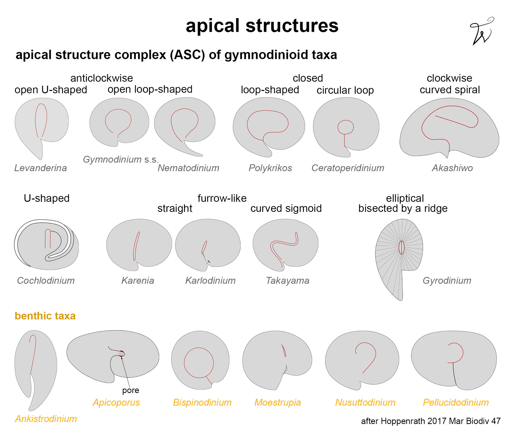 apical structures - dinophytas Webseite!
