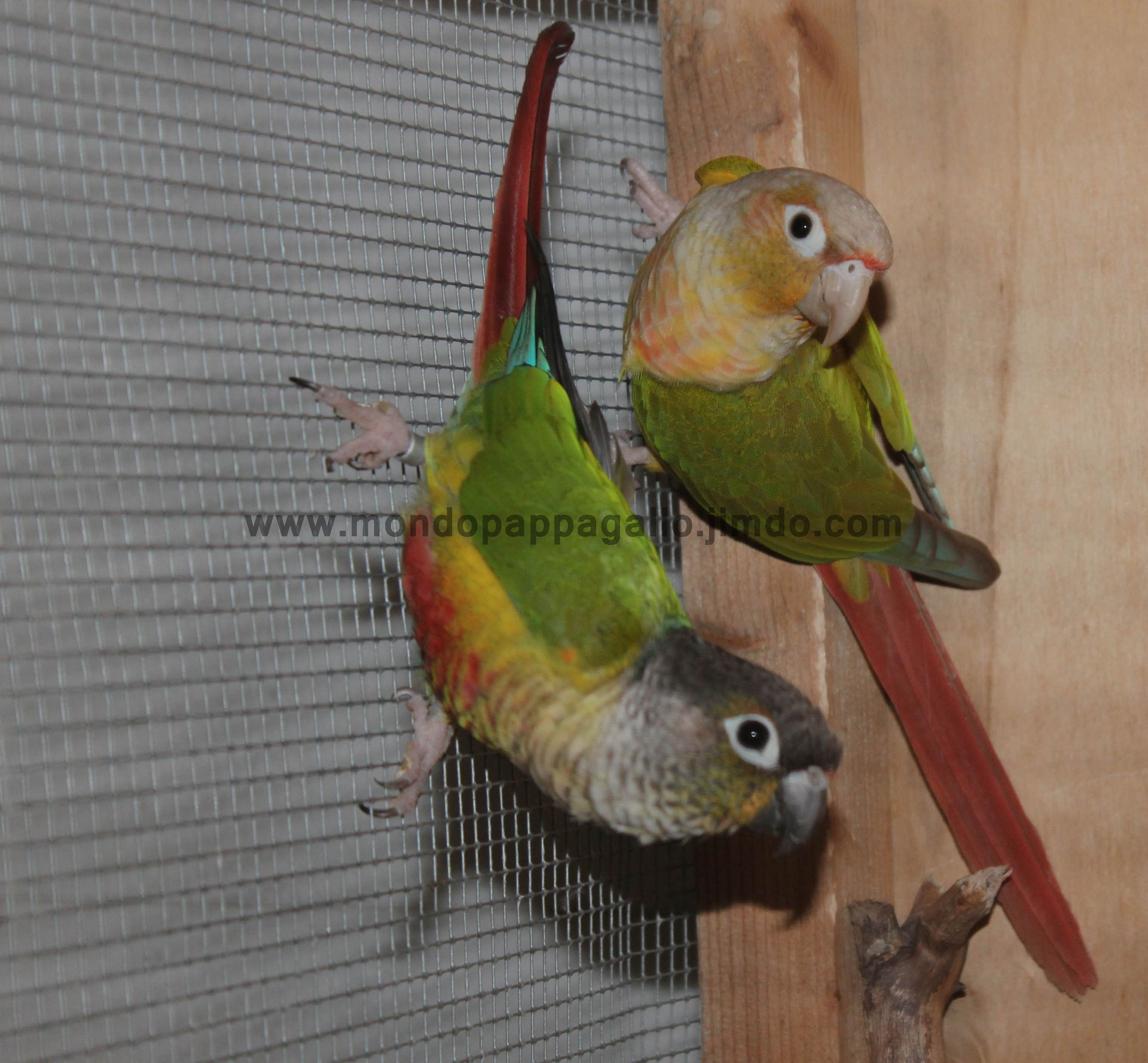 Il Pyrrhura Molinae - Benvenuti su mondopappagallo!