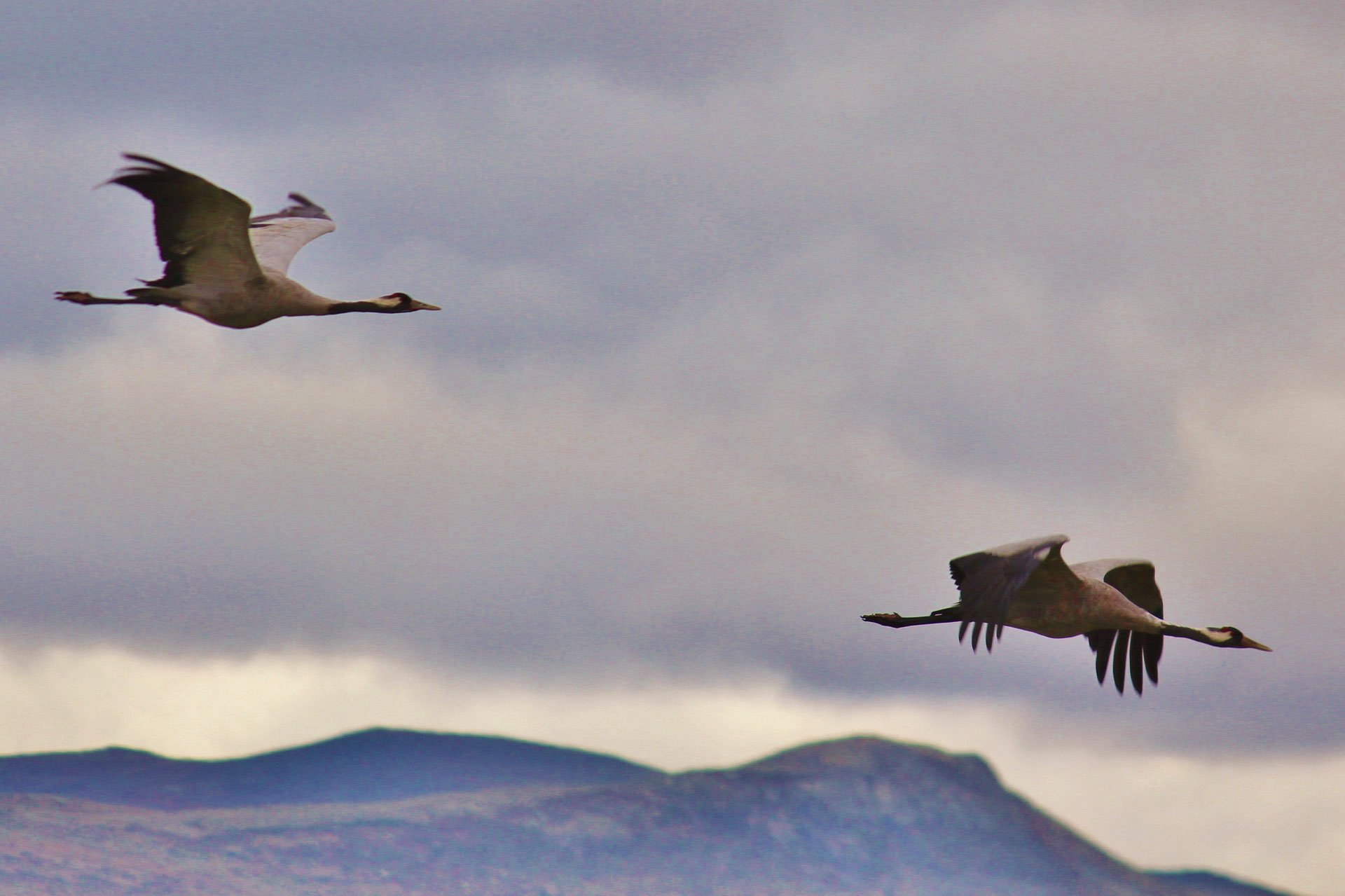 Gruiformes - volz-nature-photography