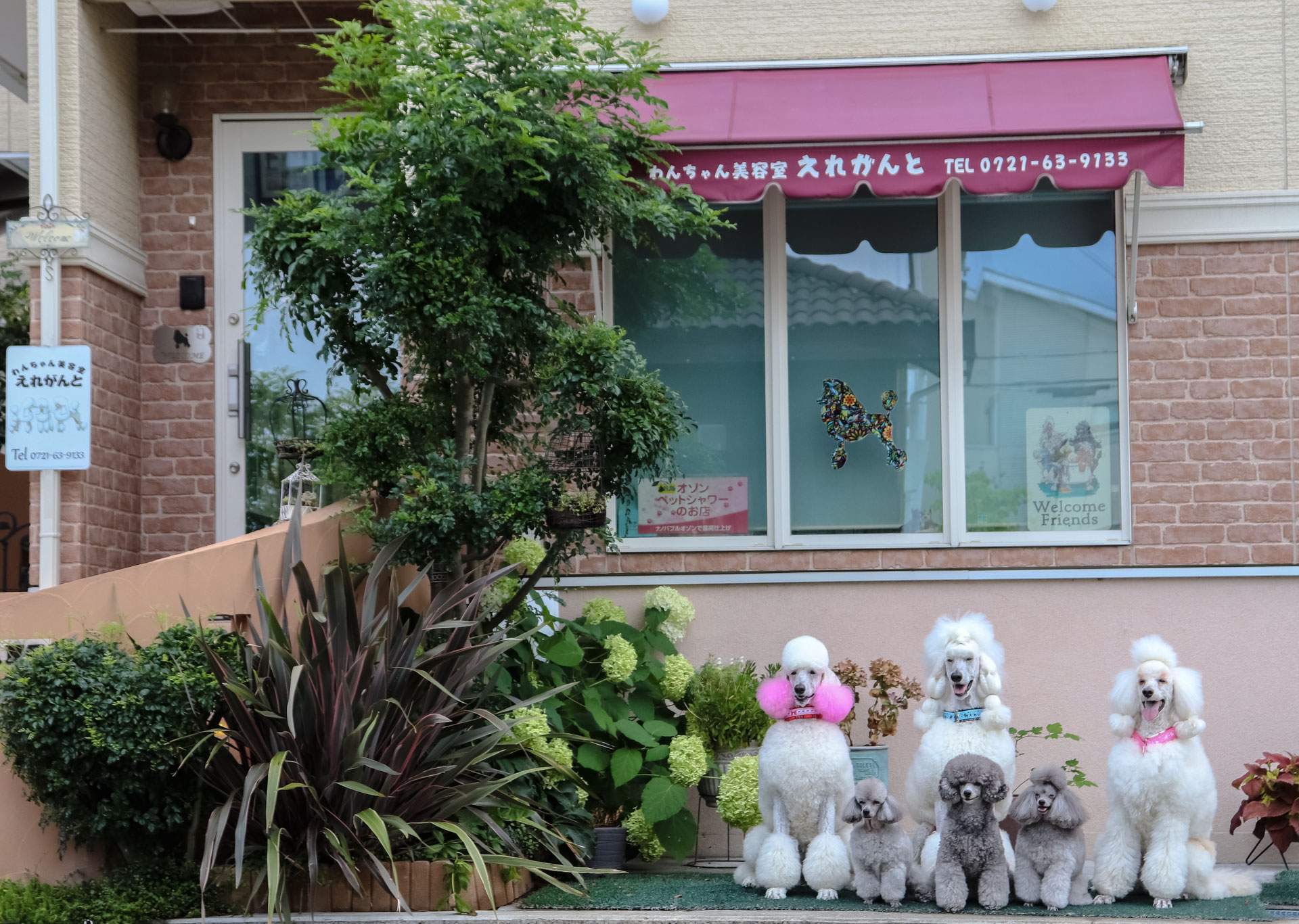 わんちゃん美容室 - eleganto1199 ページ！