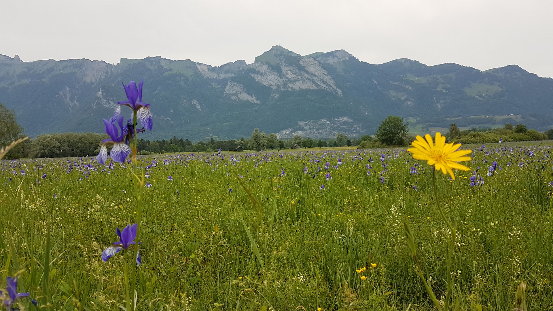Ruggeller Riet mit Wikipedia - mambuehls Webseite! Marcel Ambühl Natur ...