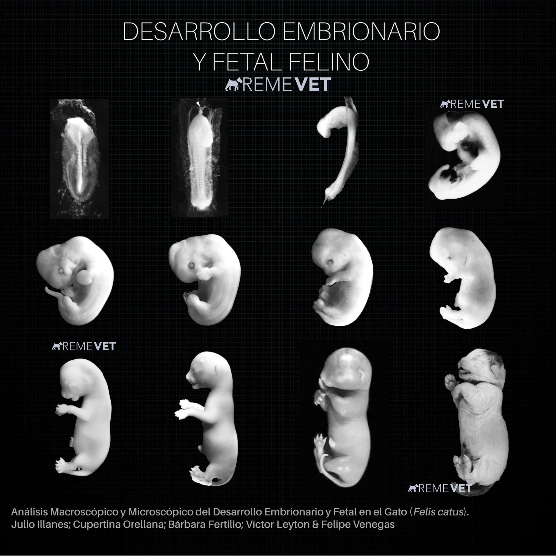 Desarrollo embrionario y fetal felino - Frozen Lands - Gatos Bosques de ...