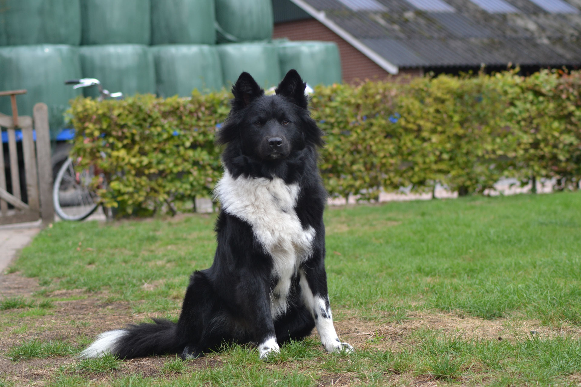 Informatie over onze Chebo's - Welkom op de website van chebo kennel ...