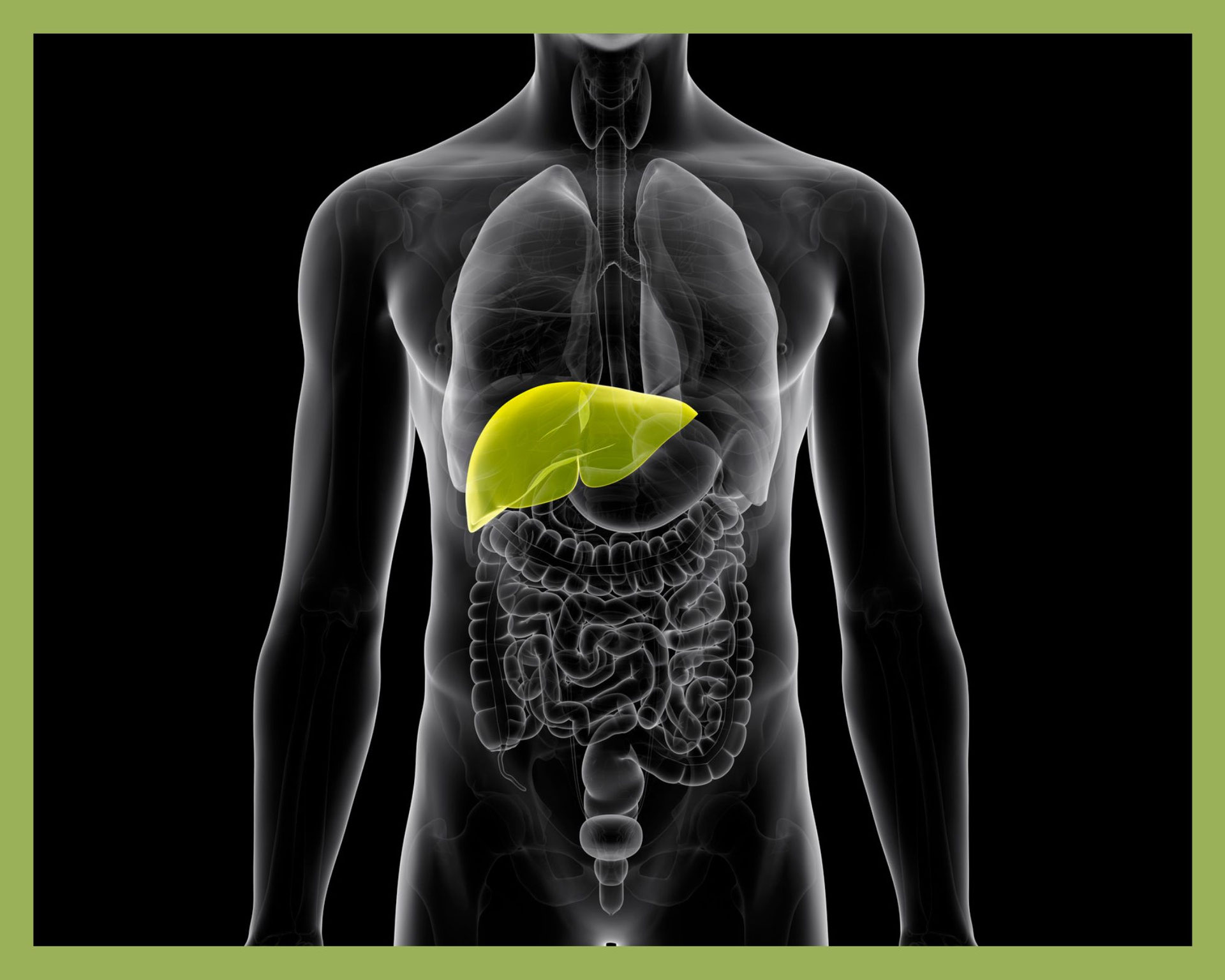 Les plantes amies du FOIE - Site de naturobienfaits