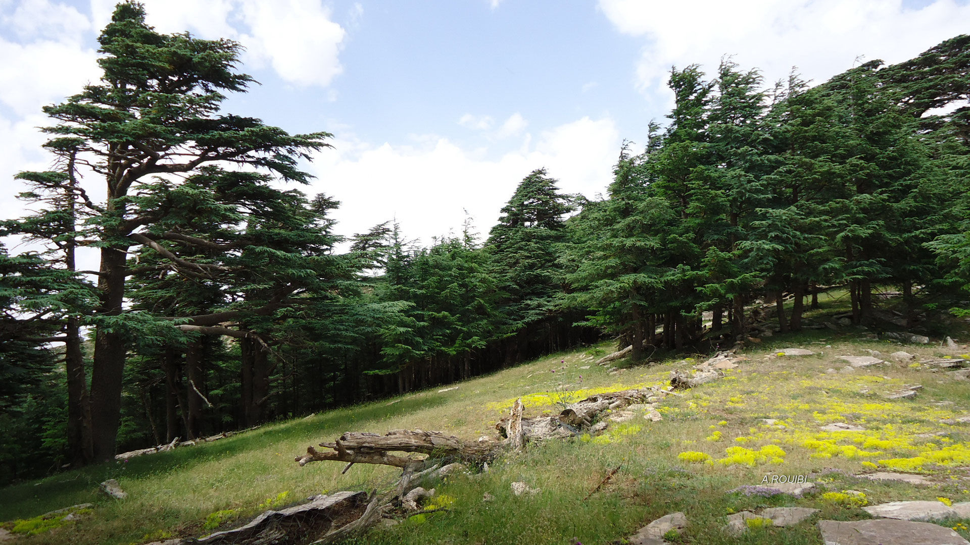 Chelia شليا - tedj jimdo page!