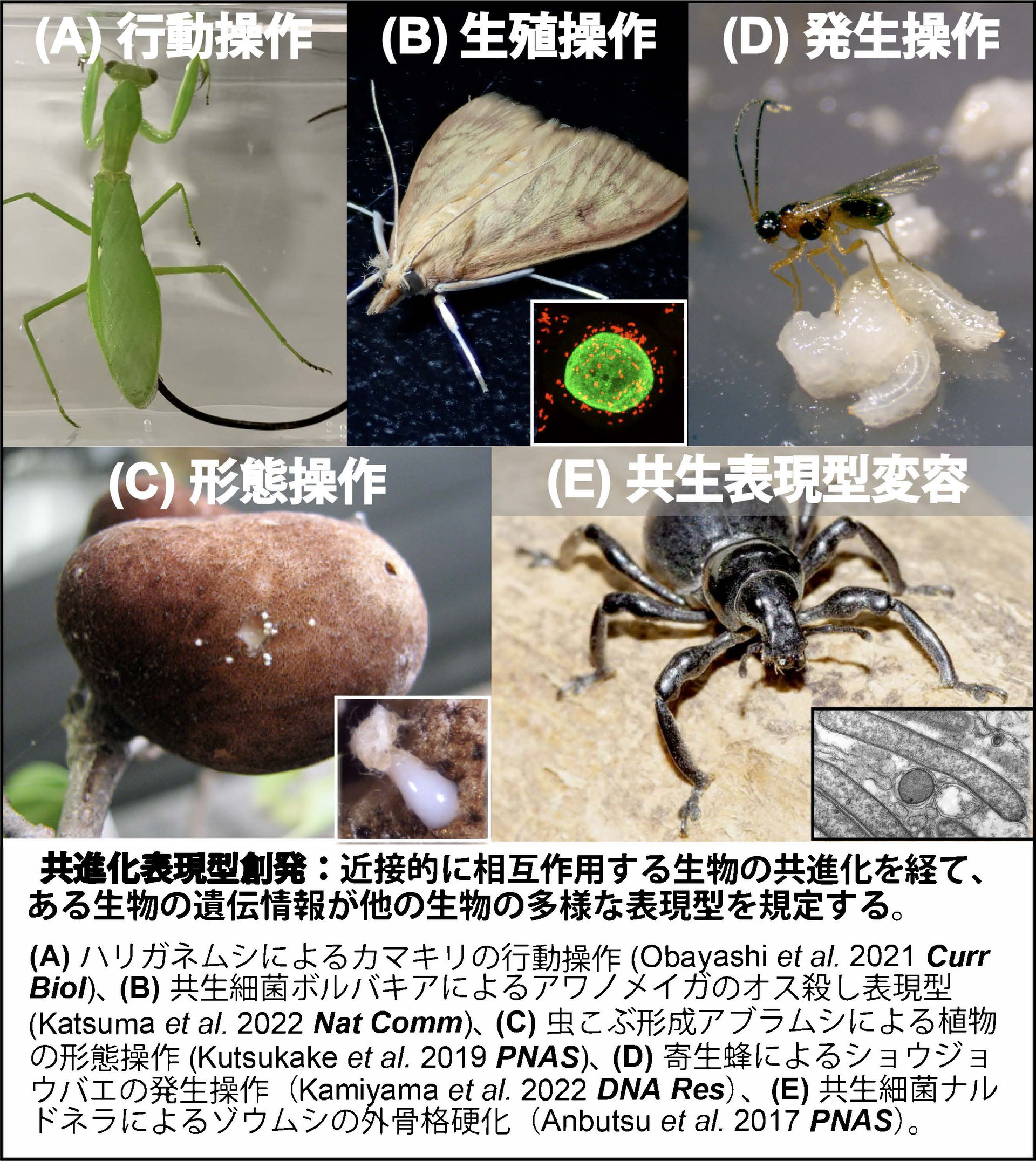 共進化表現型創発 - extended-pheno