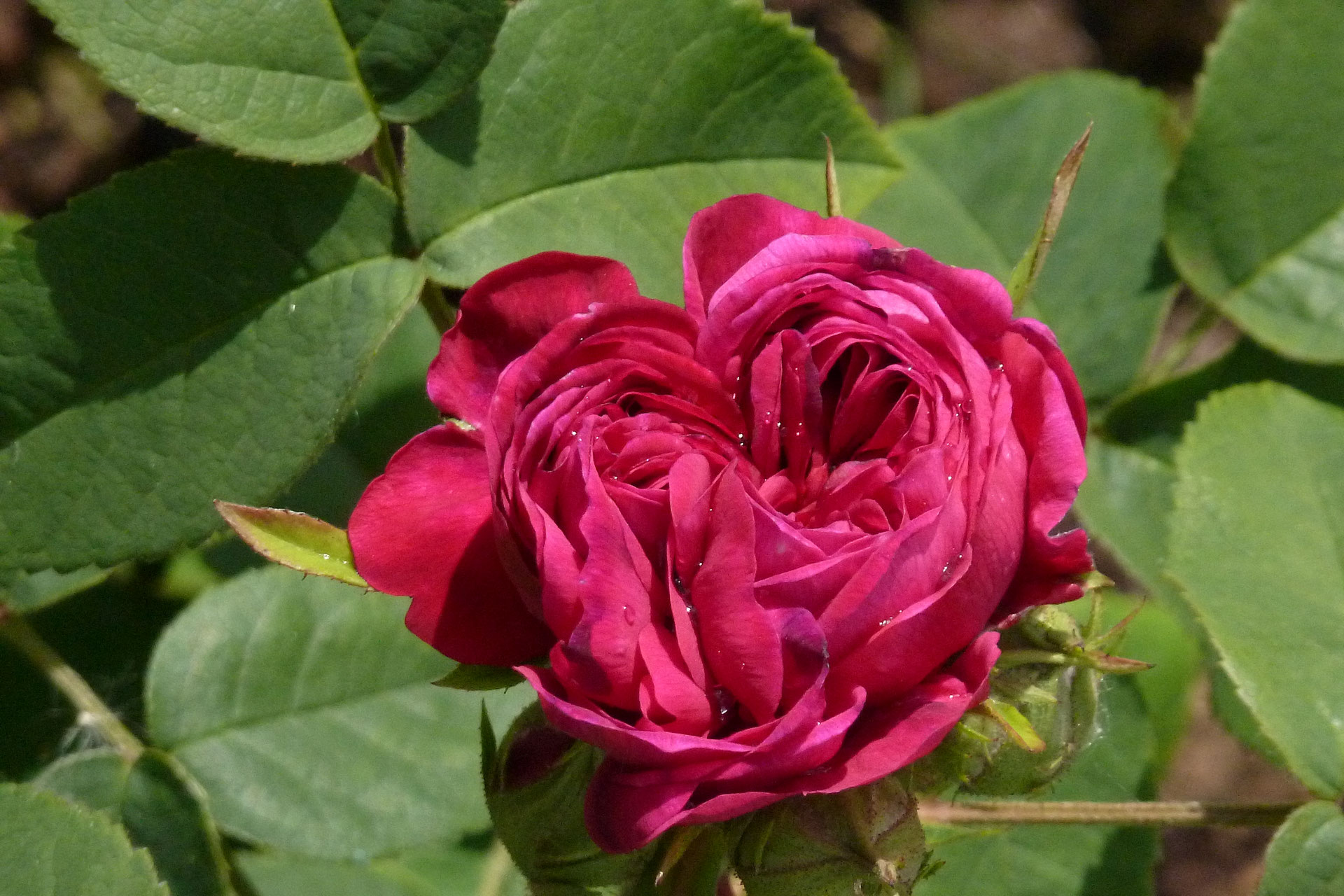 Ein besonderer Tag - Autorin Renate Roos, Fachinger,Über allem steht ...