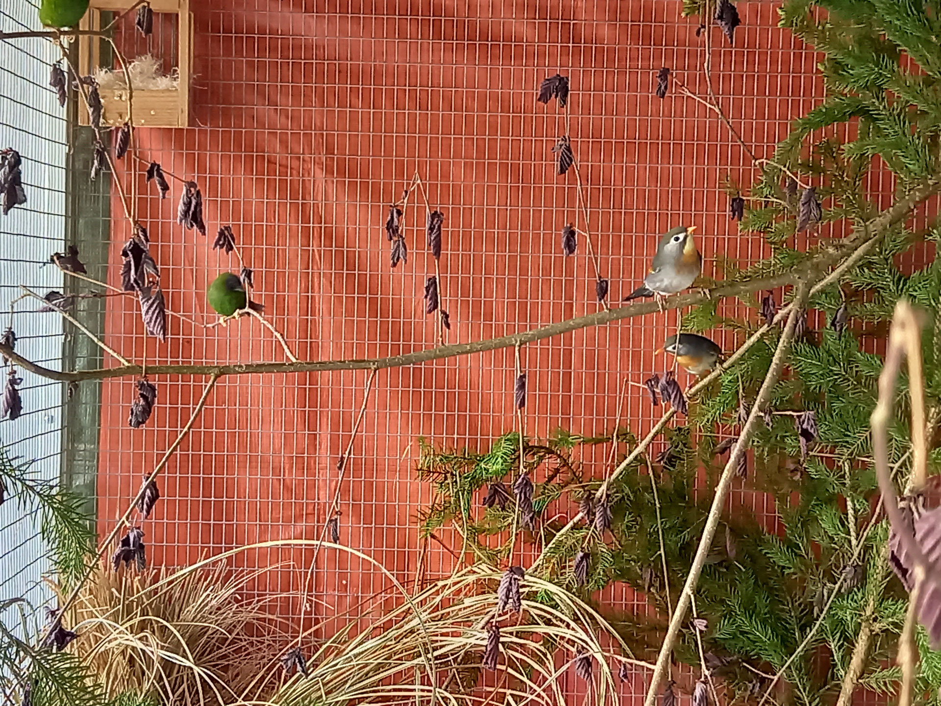 Chin. Nachtigall - Martin Erhard