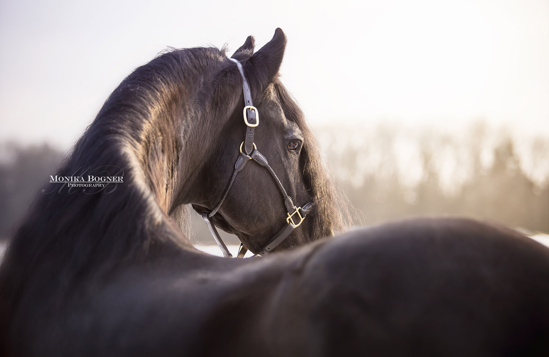 Pferde in der Natur - Monika Bogner Photography