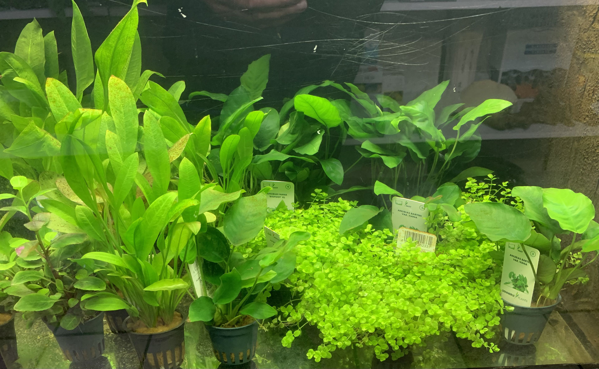 Dennerle Aquariumpflanzen - regnitztal-aquariums Webseite!