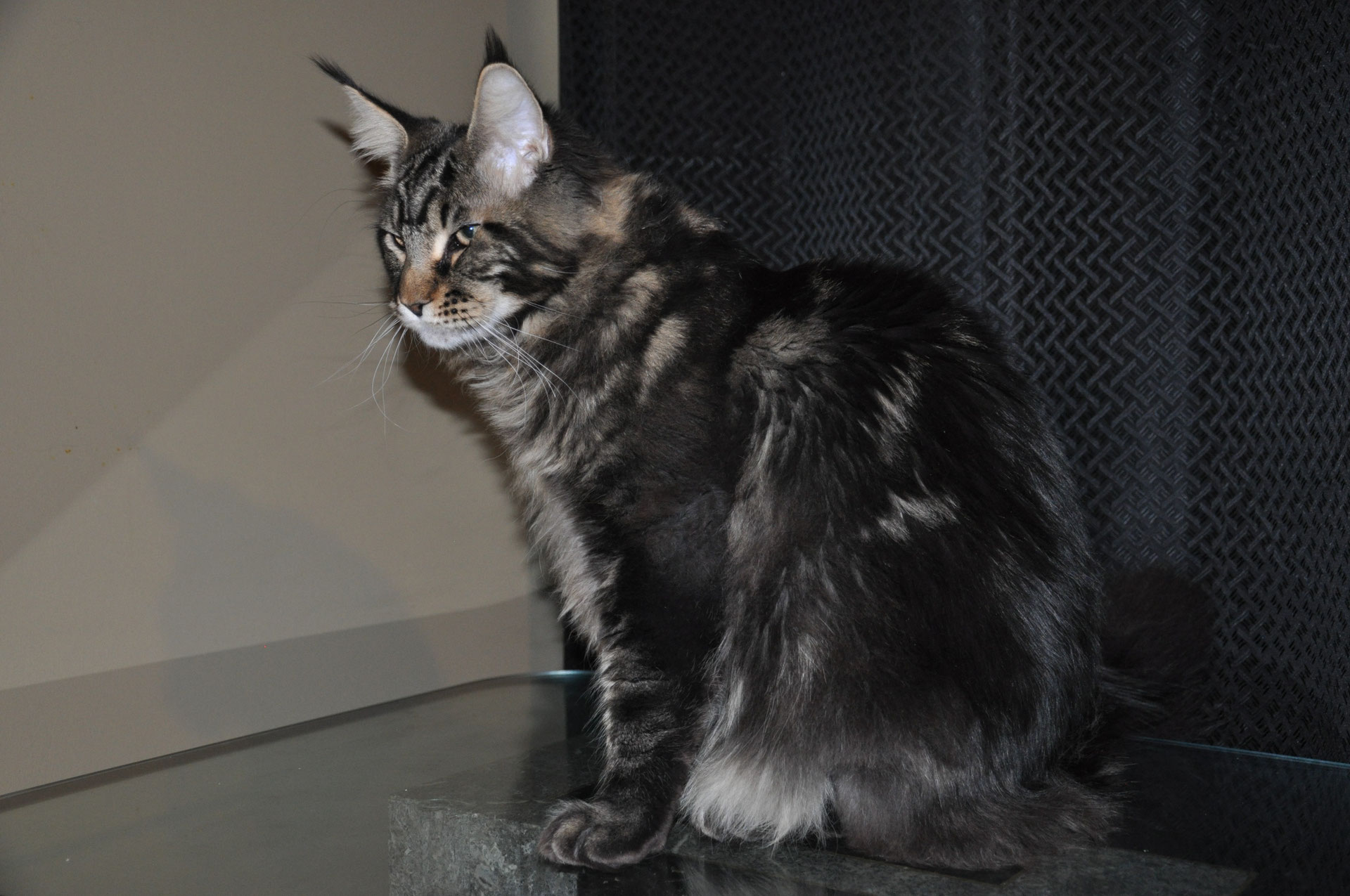 Kievan Steel of EuroCoons - Blue Silver Mackerel Male Maine Coot Cat ...