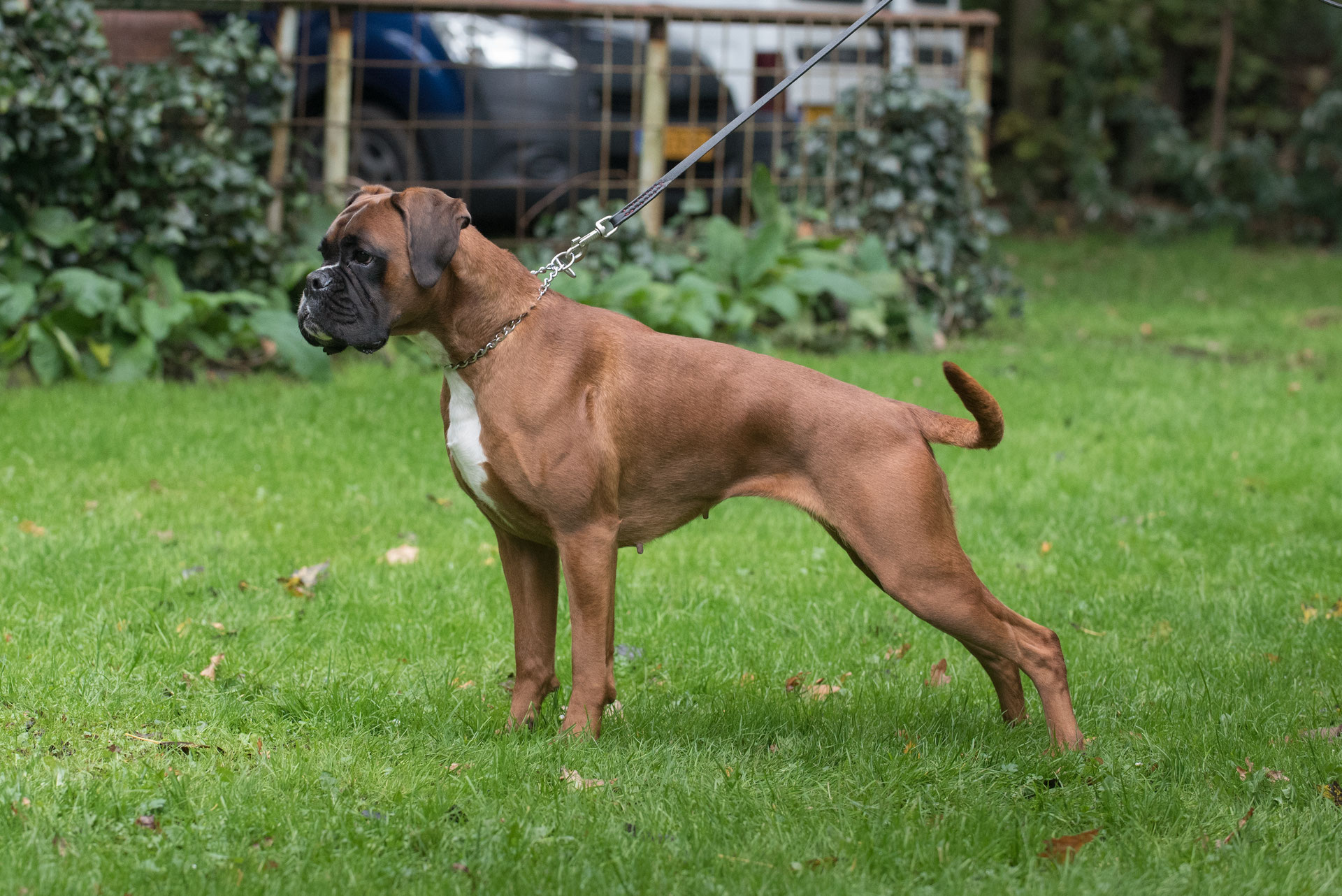 Veeraika Home - De website van veeraika-home-boxers!