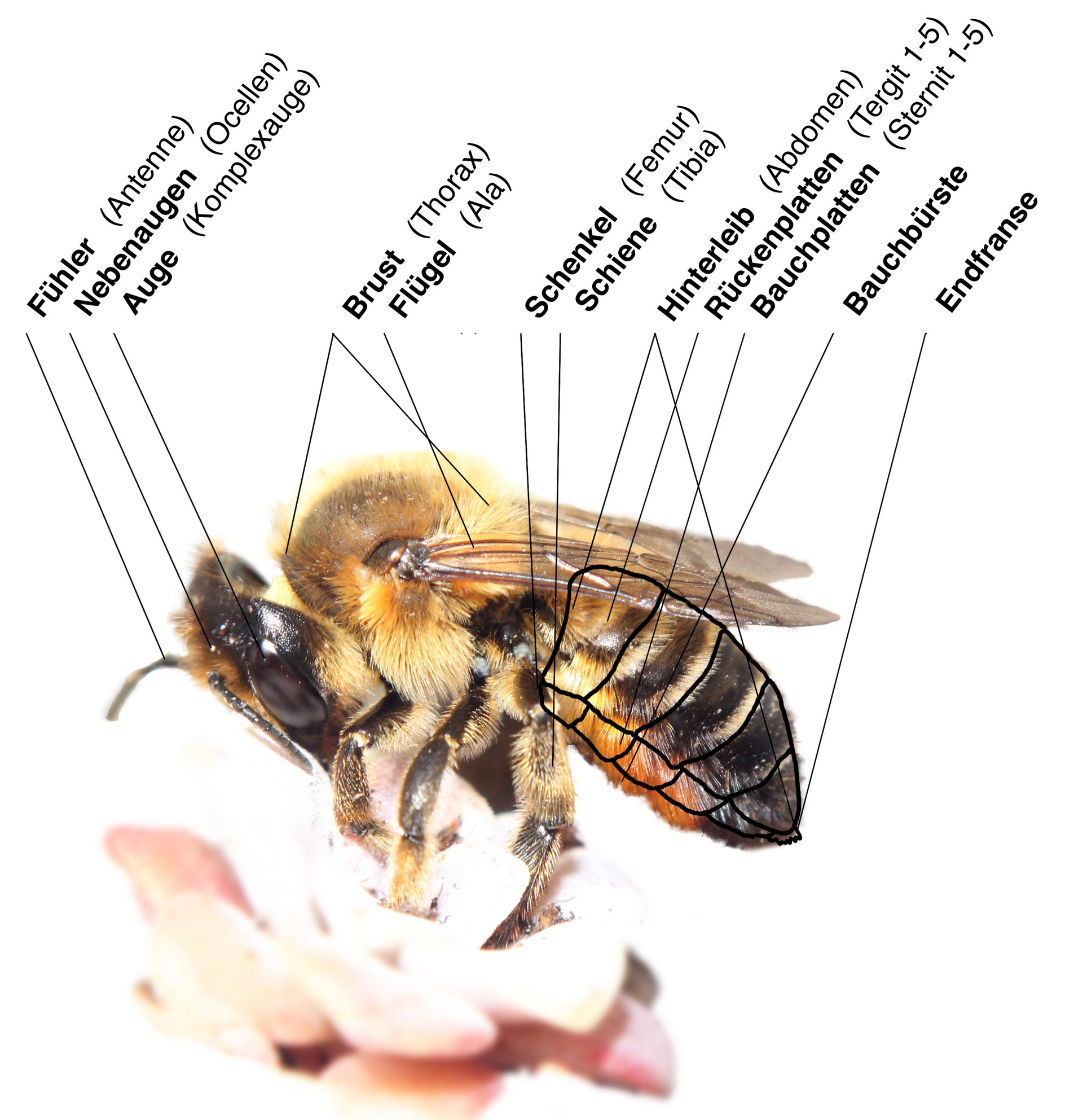 KÖRPERBAU/ANATOMIE - wildbienengartens Webseite!