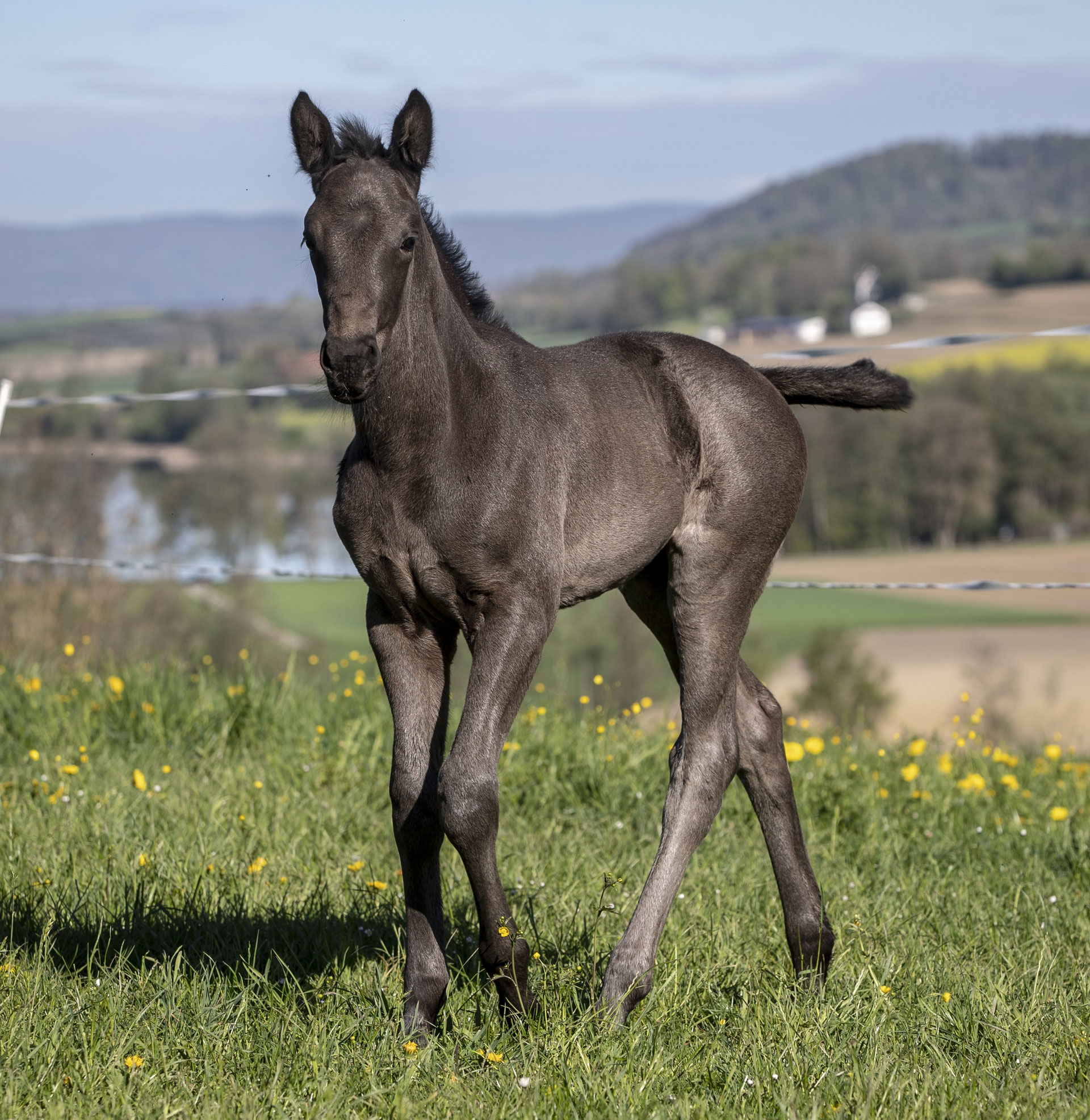 Unser eigener Nachwuchs - stallsonnenhofs Webseite!