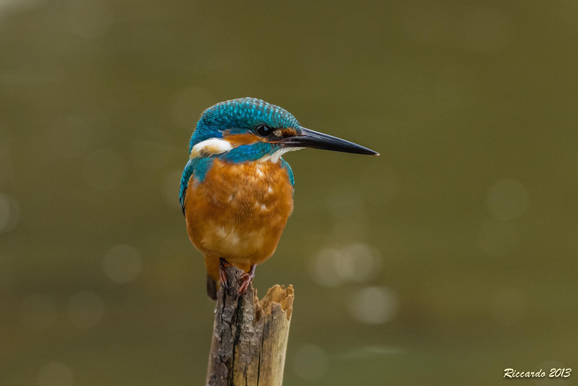 Martin Pescatore - Fotografia naturalistica e paesaggistica