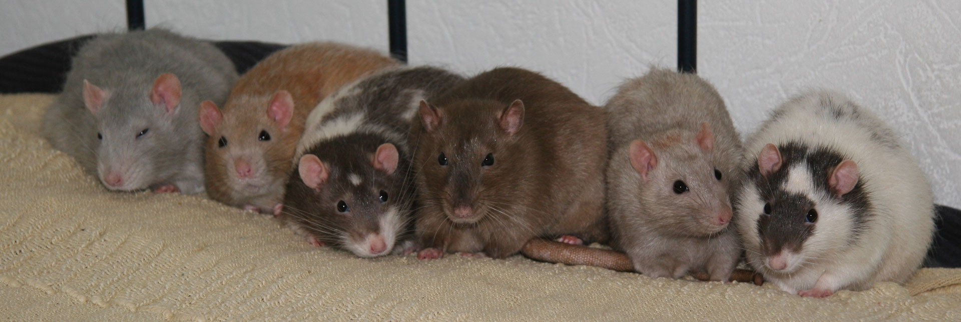 Statistieken - Alles over tamme ratjes!