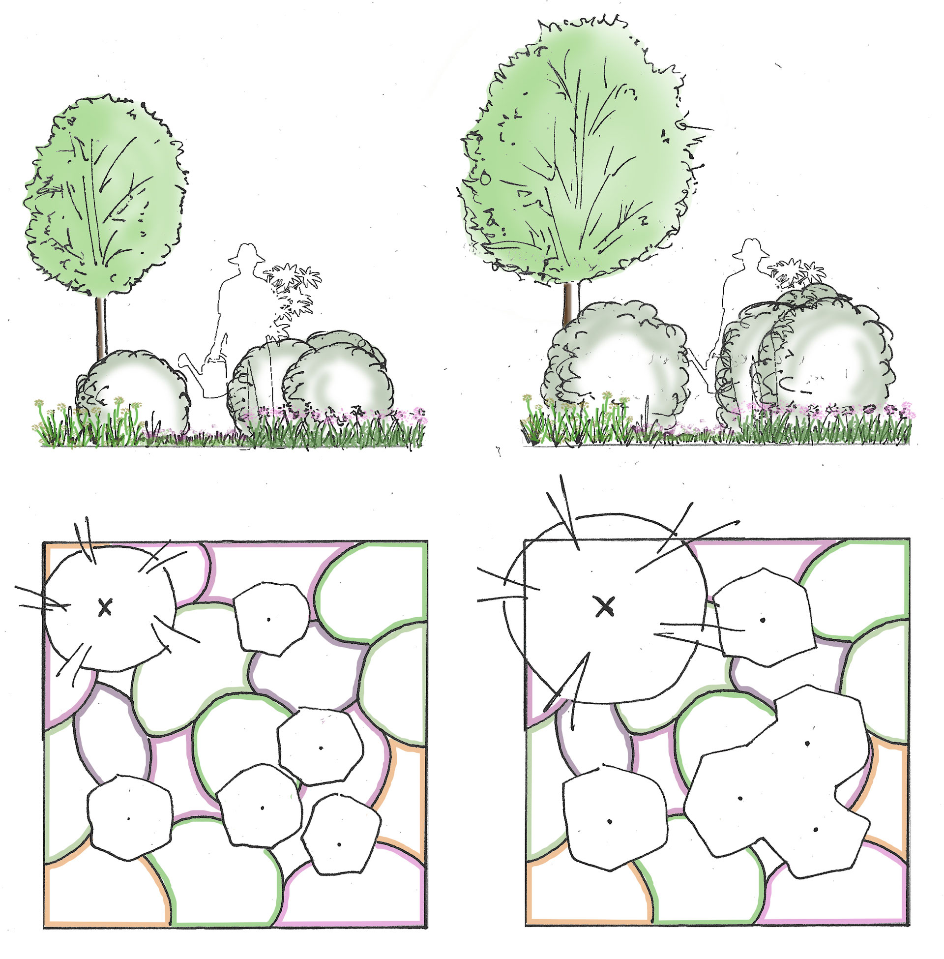 Le plan de plantation: de l'imagination à la conception - Wallonie en ...