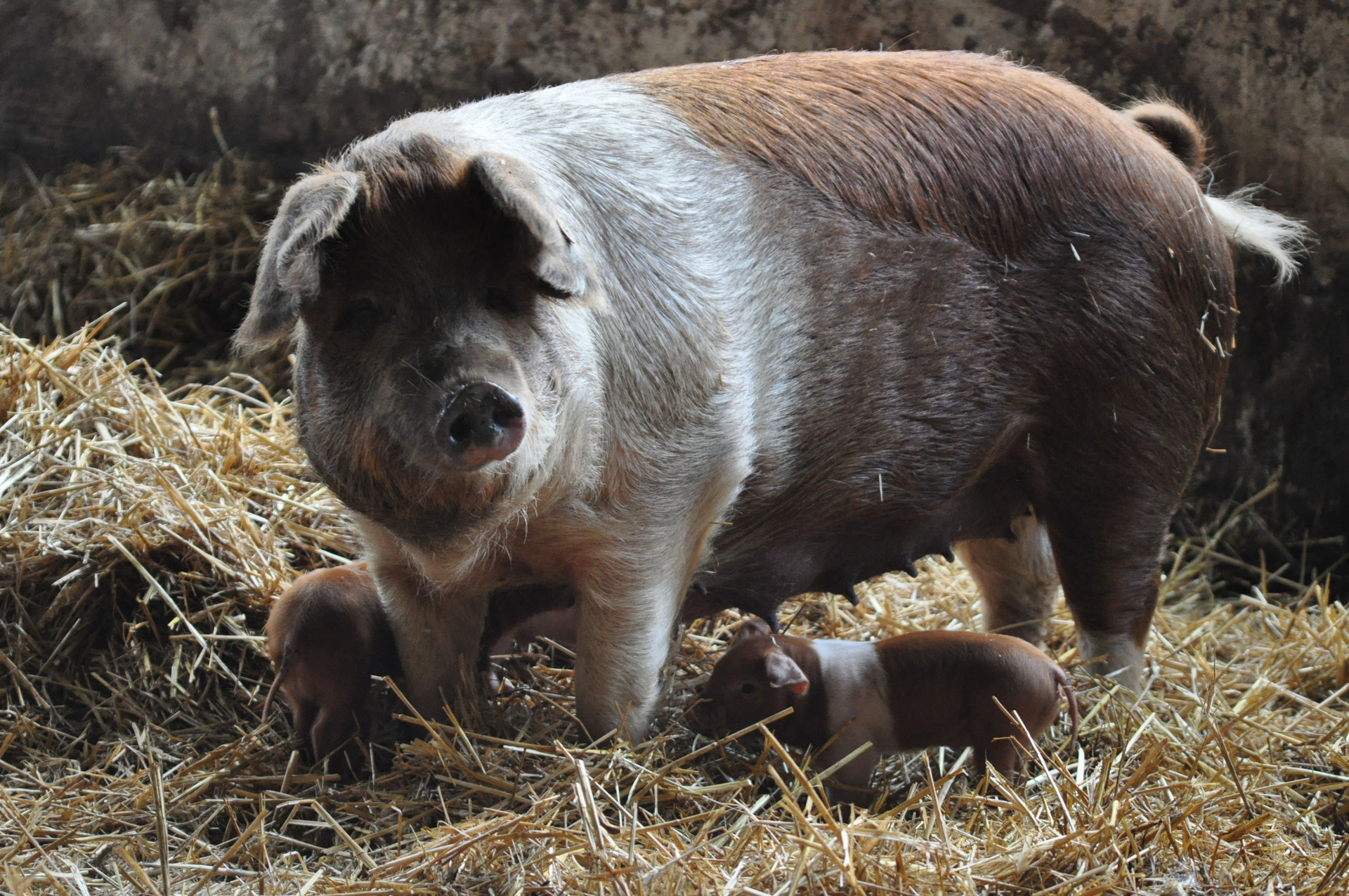 Rotbunte Husumer Sattelschweine - Hof Brück in Eidenborn, Saarland