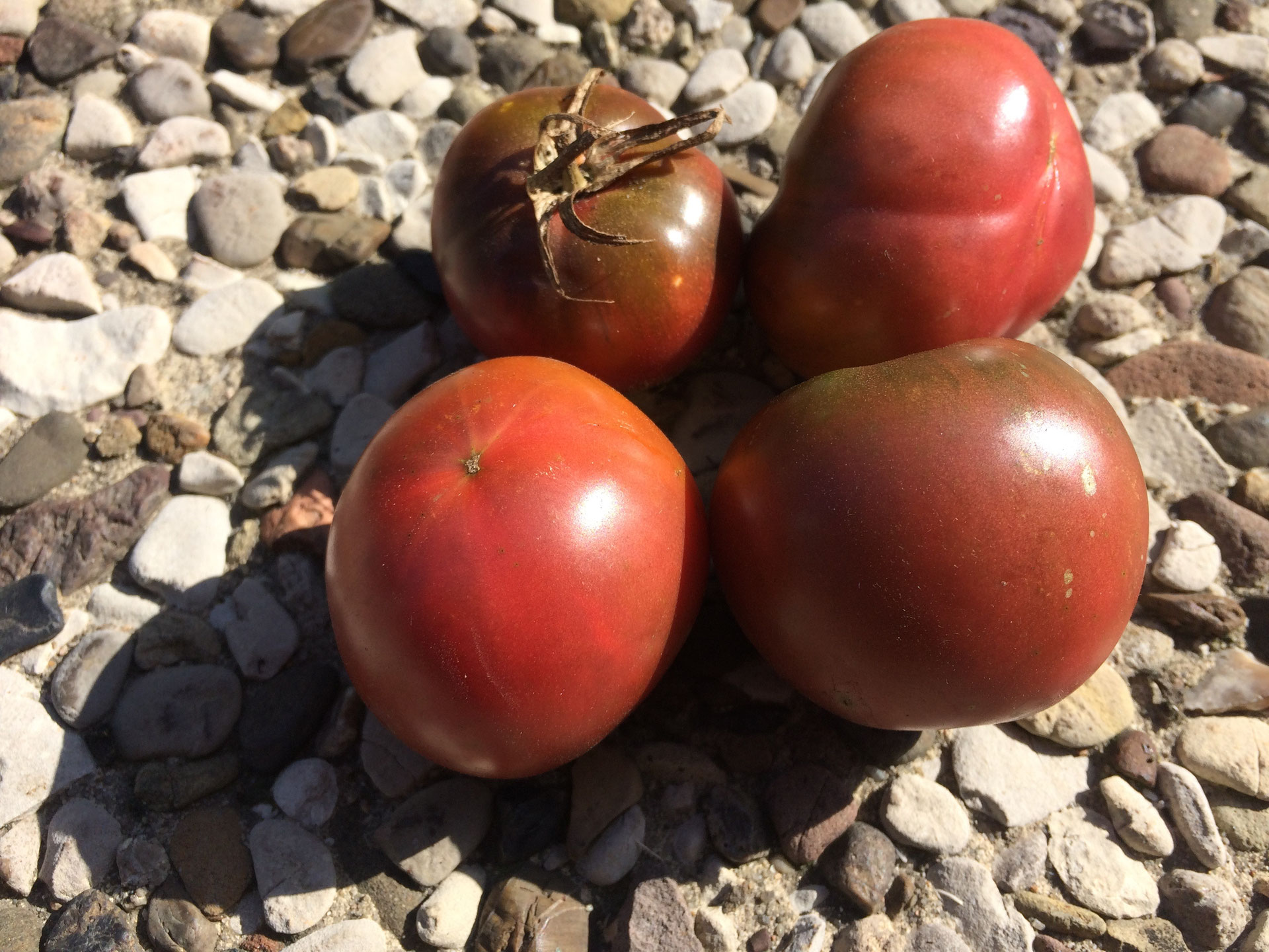 Tomate "Cherokee Purple" - Historische Gemüsesorten aus dem Großen Freien