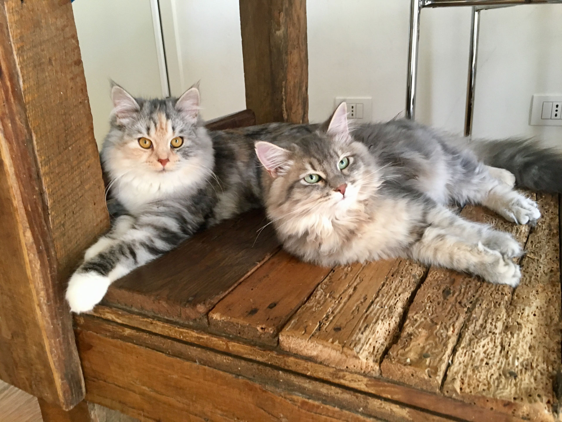 Colori del Siberiano - Benvenuti su dellenevisiberiane!