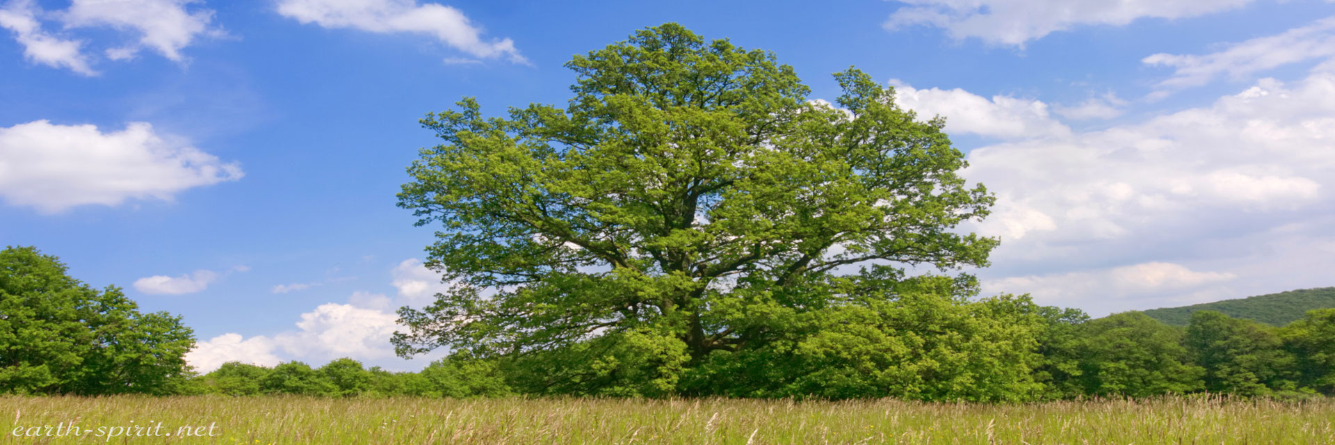 The Oak Tree - earth-spirit.net