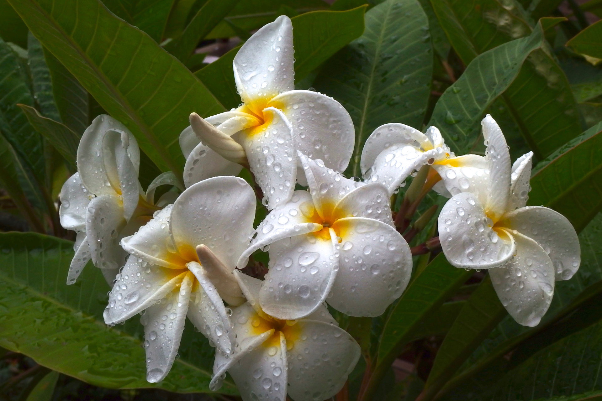 Aloha Aina 11-20 - E Komo Mai