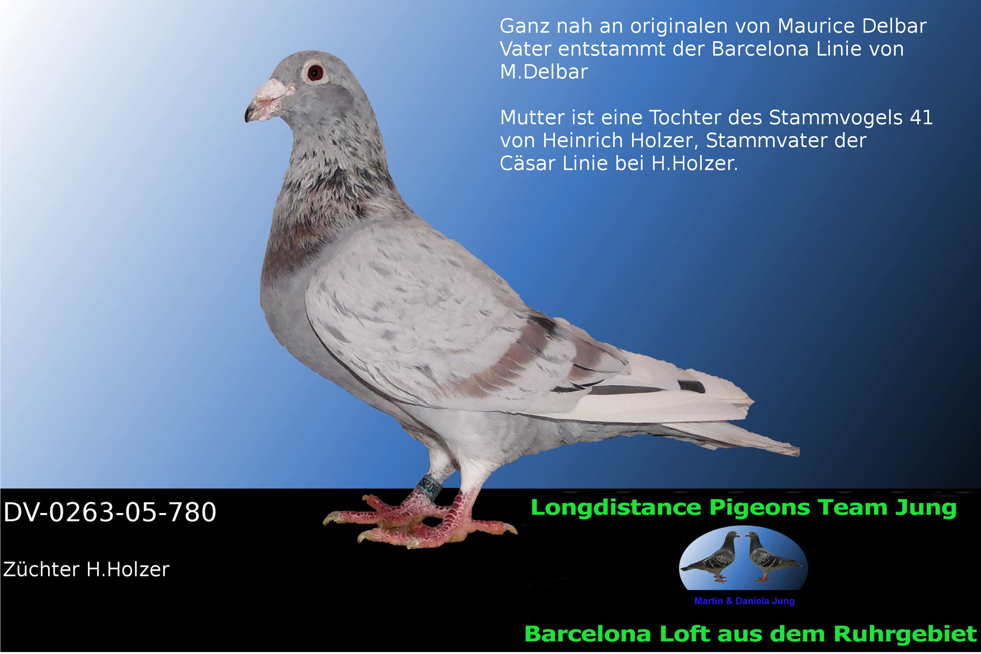 Die alten Delbars der Cäsar und Barcelona Linie - longdistance-pigeons-jung