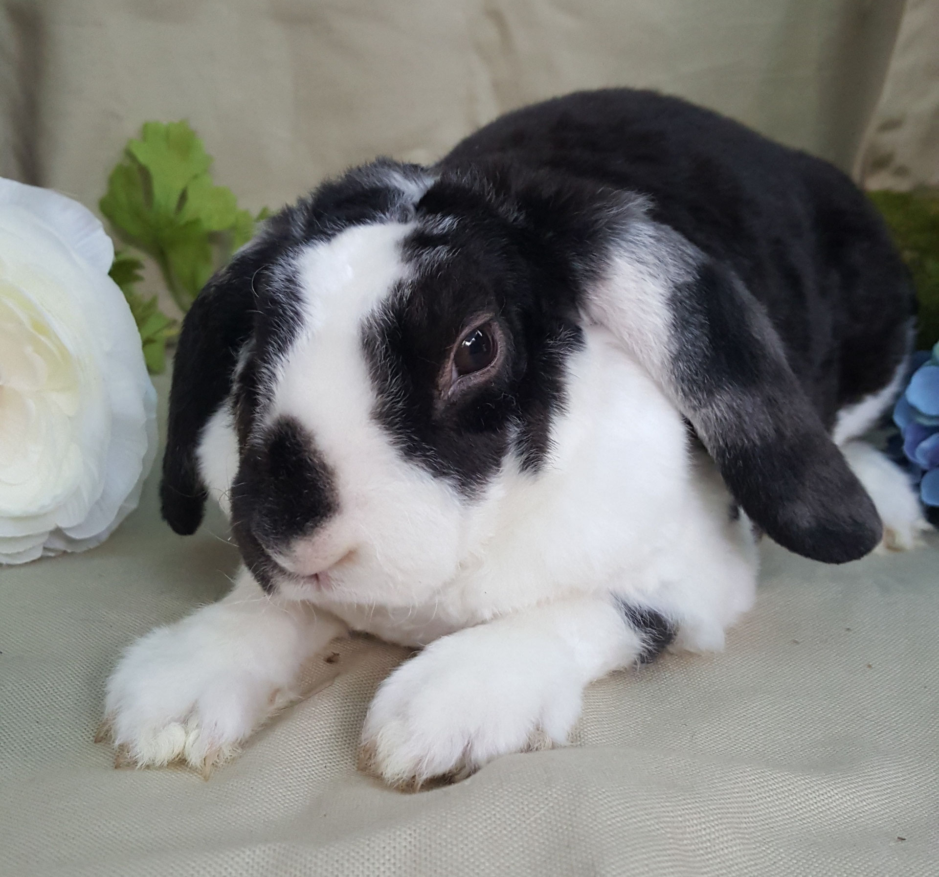 Les lapins nains béliers rex mâles et femelles - Site de leslapinsduharas